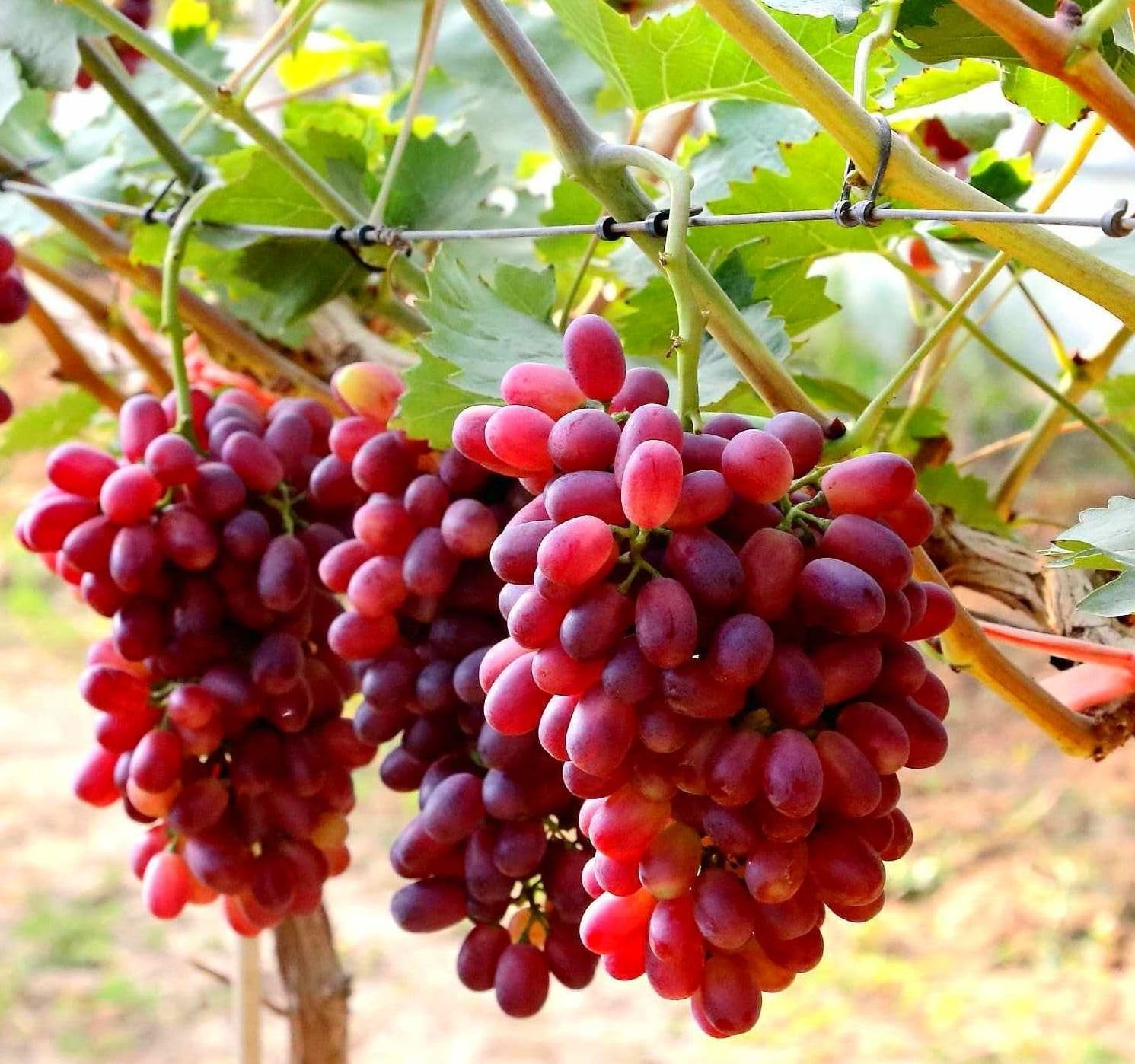 Grape Seeds for Planting 100+ Pcs MHD1 - Walmart.com