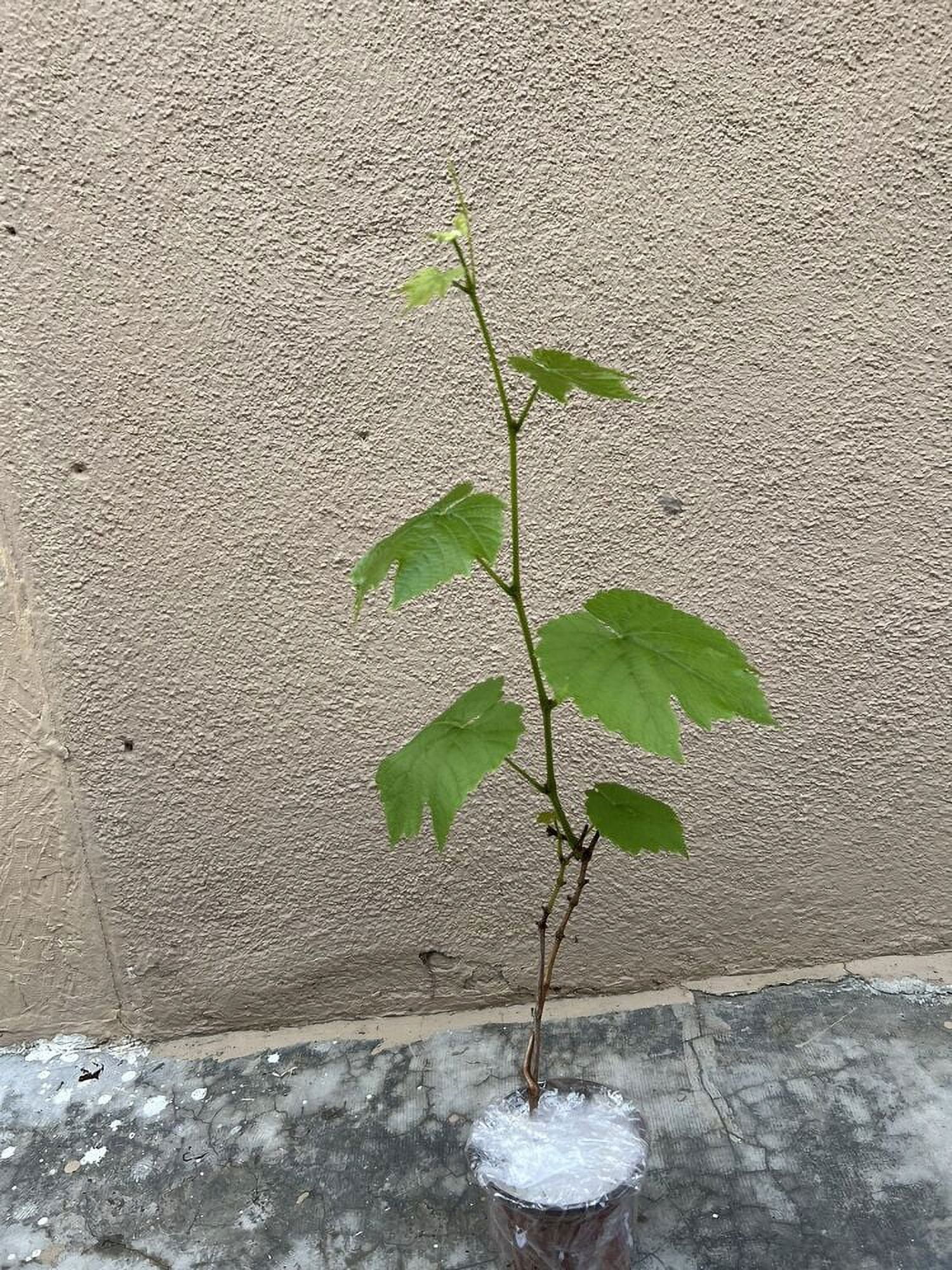 Grape Trees Sweet Seedless Green 15” Ready To Plant - Walmart.com