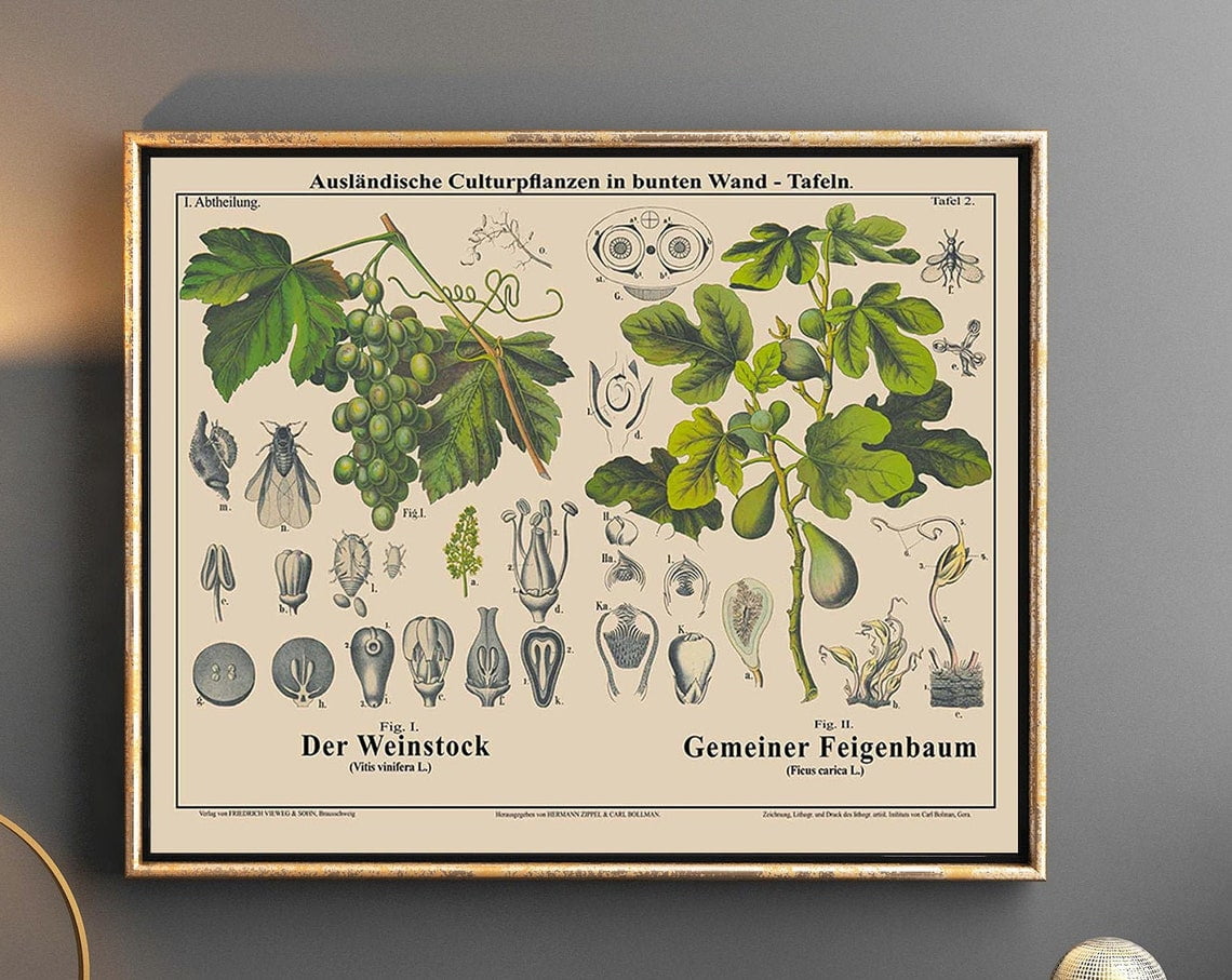 Grape Vine Botanical Print Grape Decor Fig Tree Botanical Art Wall Art ...