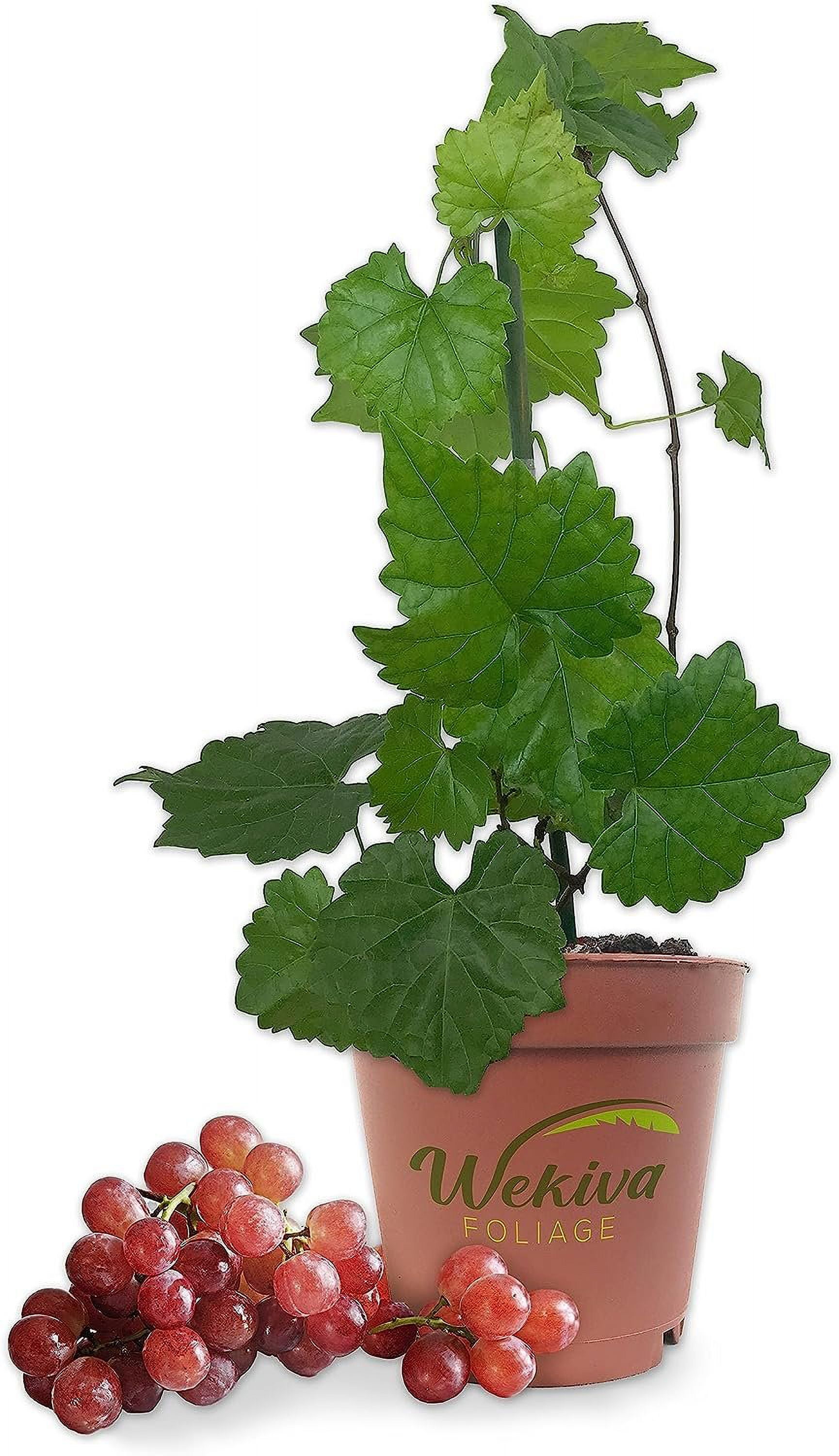 Grape Vine Plant - 3 Live Plants in 4 Inch Growers Pots - Variety is ...