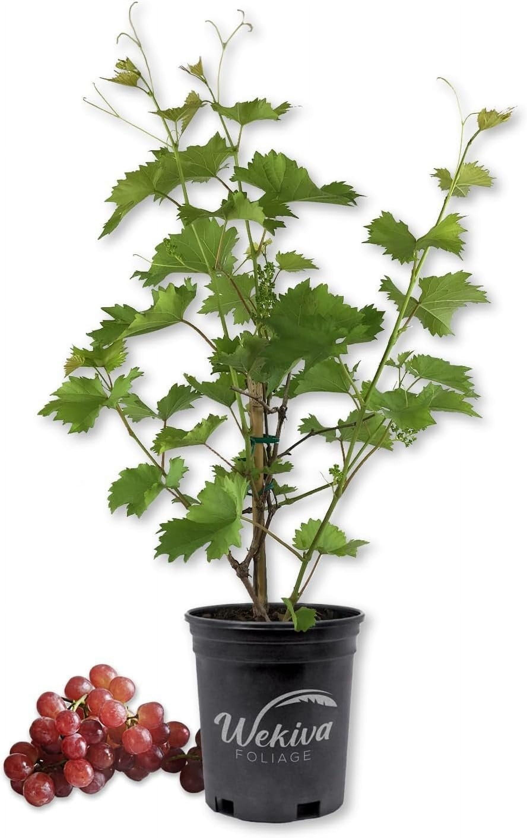 Grape Vine Plant - Live Plant in a 6 Inch Growers Pot - Variety is ...