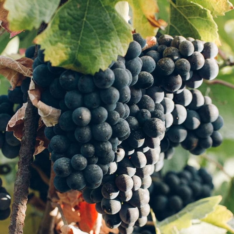 Grape Vine Plant Live for Planting Outdoor, Black Grape Plant Live ...