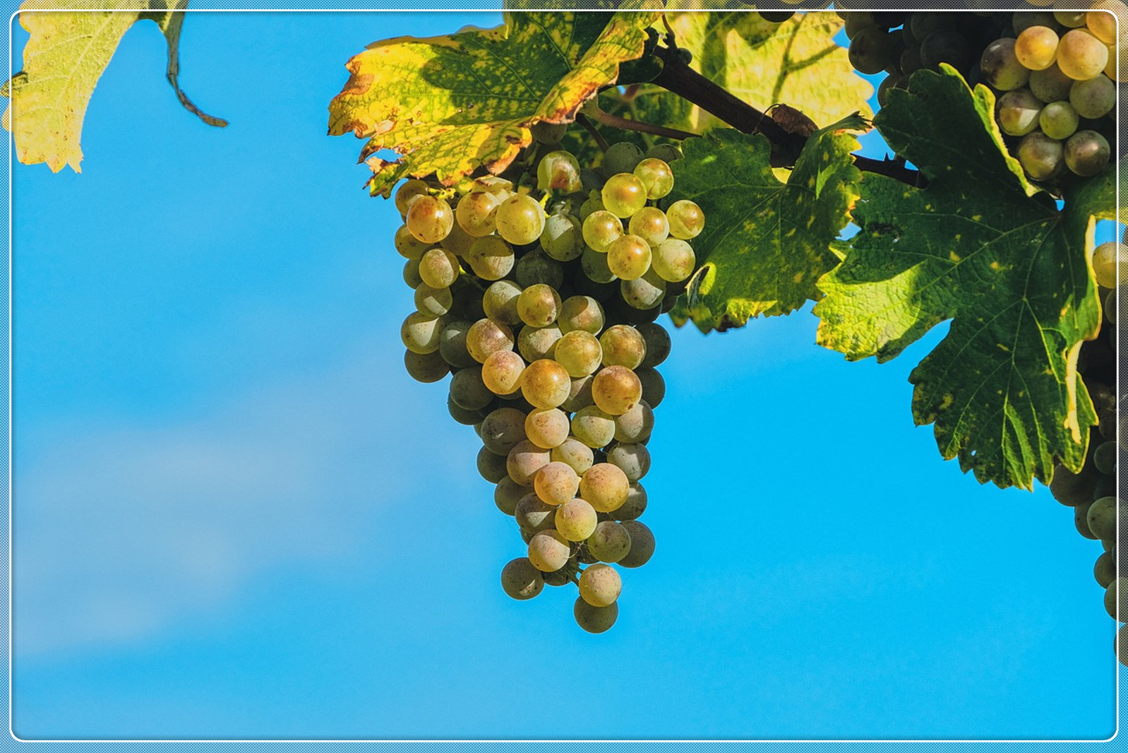 Grape Vines, Branches, Grape Root, Grape Bare Root，Garden Plant,Grape ...