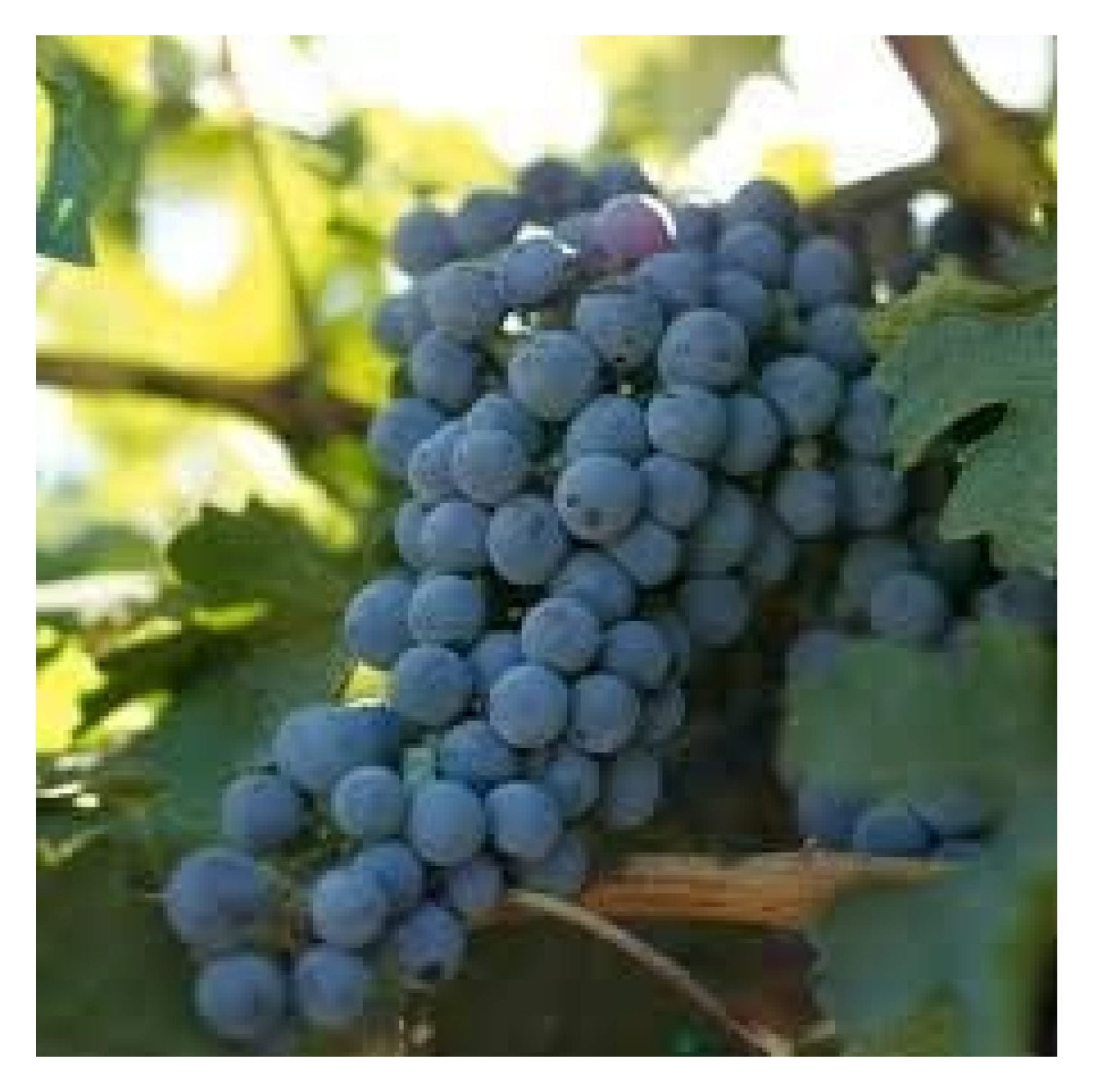 Grape Vines Classic Wine ZRQarq red Burgundy – 1-Year-Old bareroot Grapevine. (6) - Walmart.com