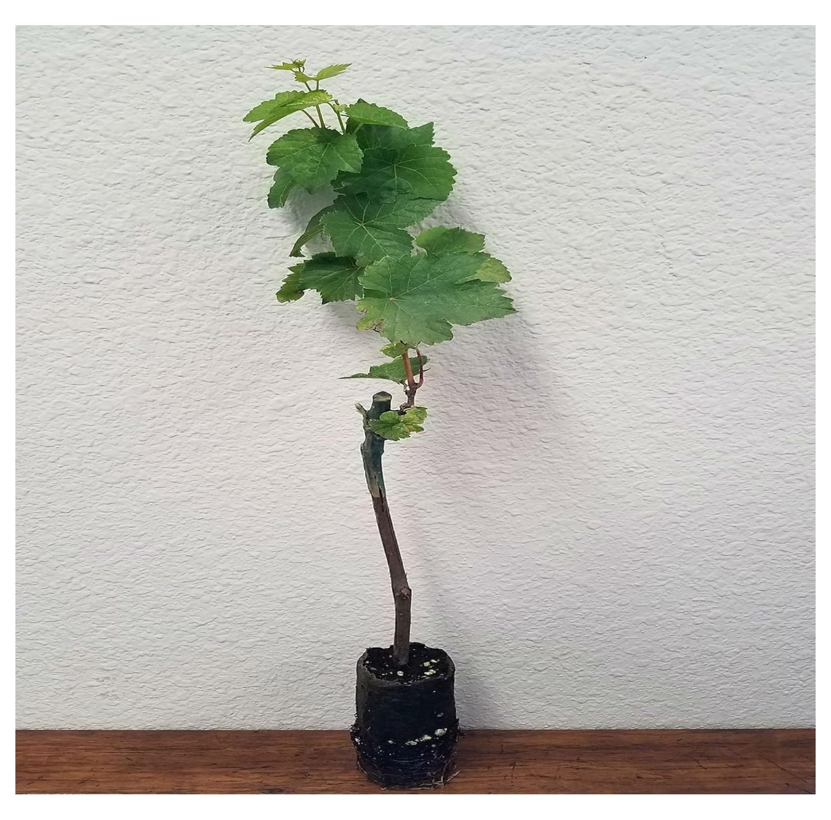 Grape Wine Vines Potted Greenvine - Huang zhong wen Red Burgundy (3 ...