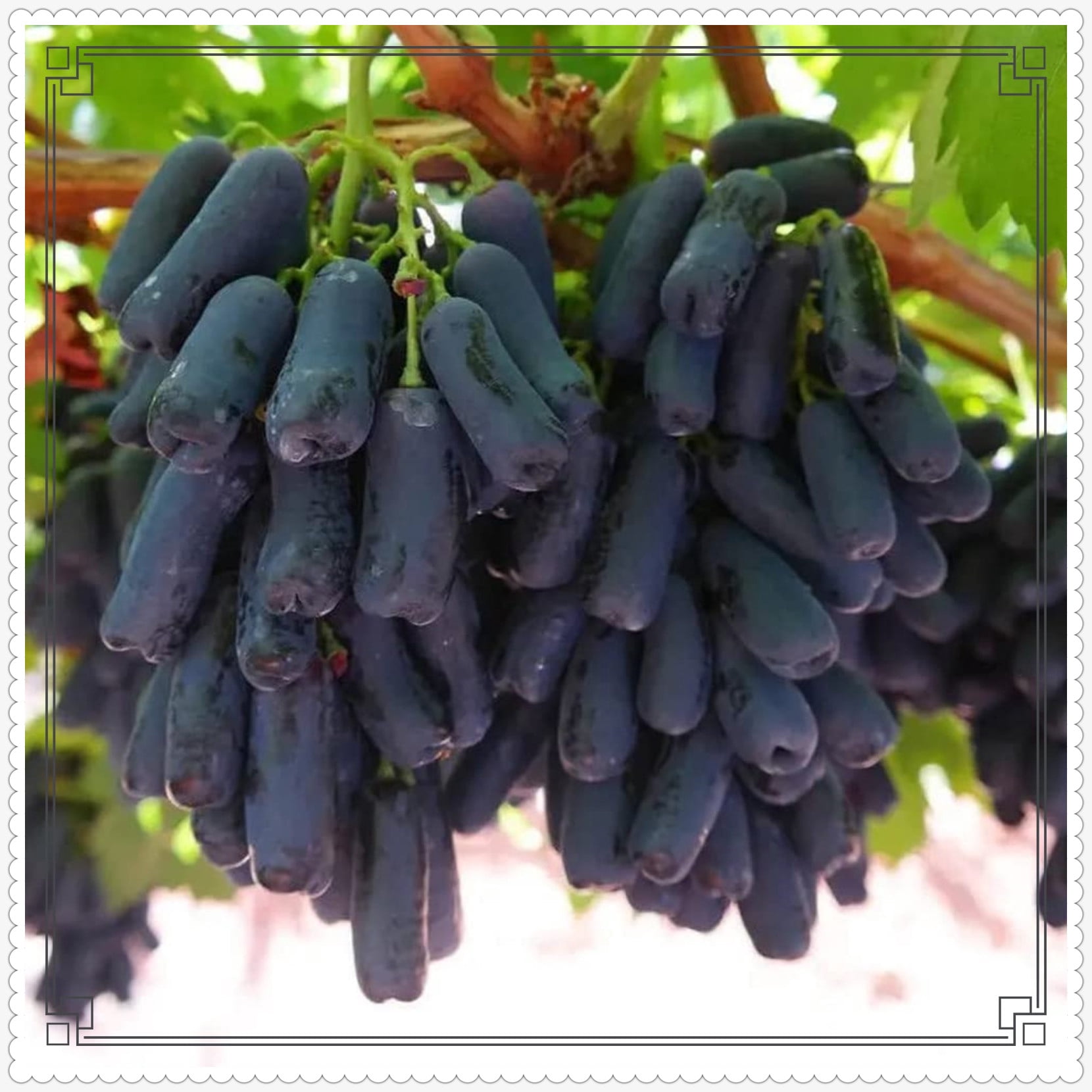 Grape for Gardening and Planting Indoors or Outdoor planting - Walmart.com