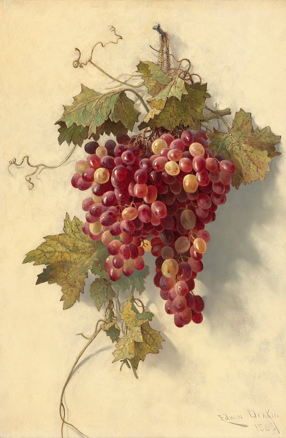 Grapes Against White Wall by Edwin Deakin - 12" x 18" Art Print Wall ...