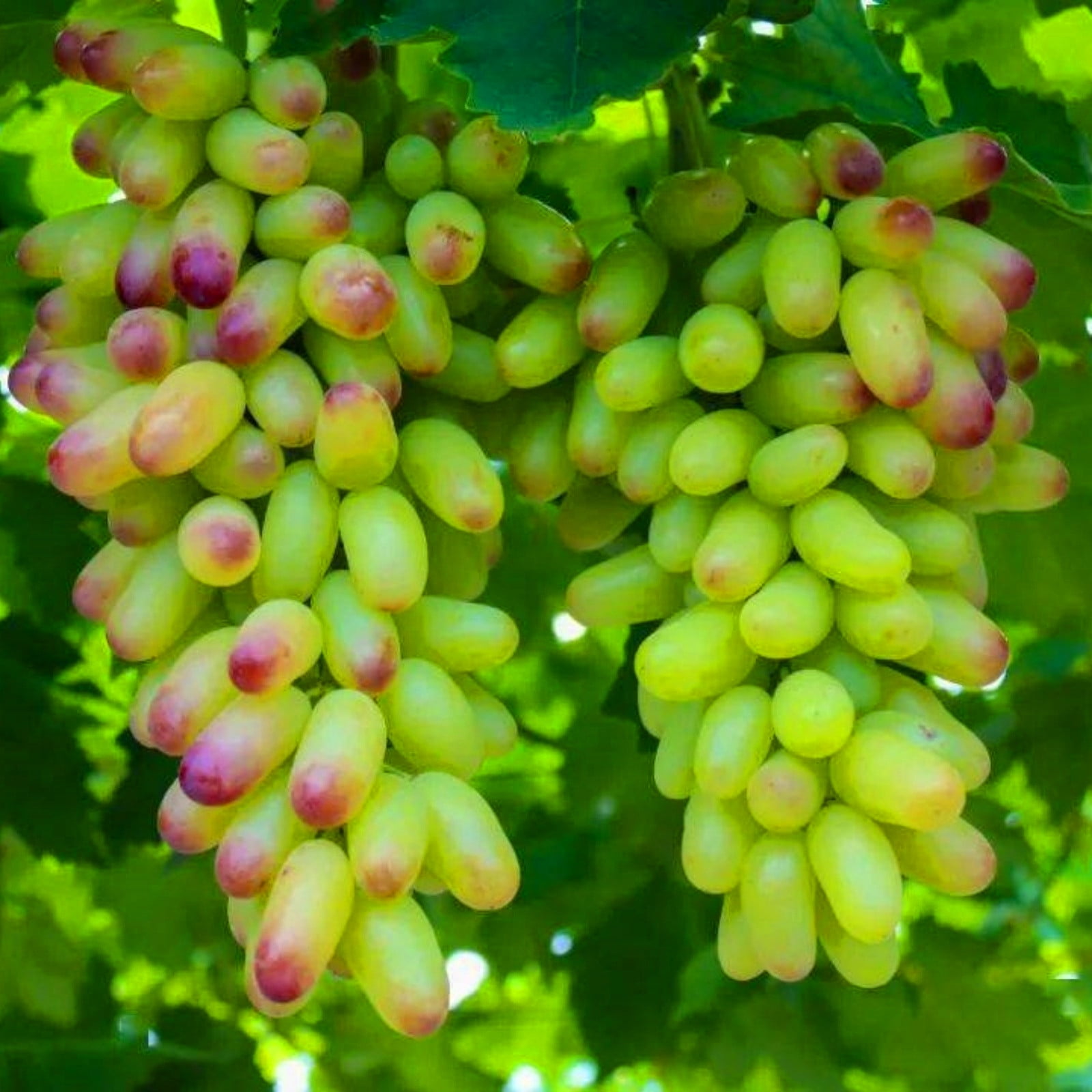 Grapes. Both ornamental and fruit-bearing, ideal for greening and ...