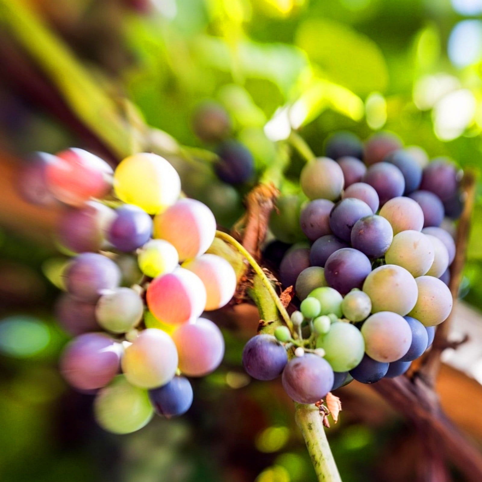 Grapes. Both ornamental and fruit-bearing, ideal for greening and ...