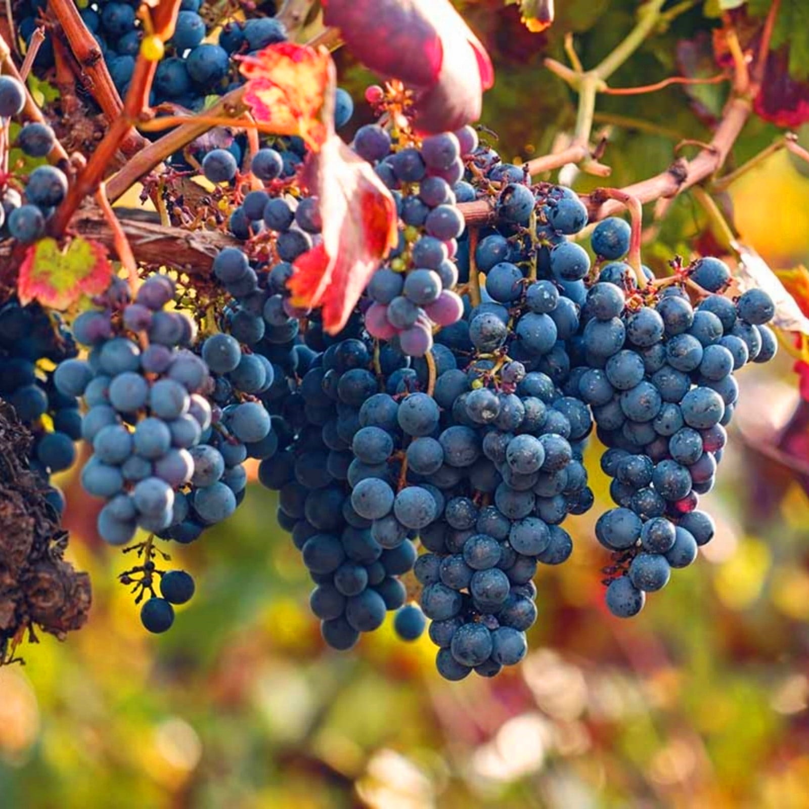 Grapes. Climbable fence-trellis, ornamental-fruit dual purpose ...