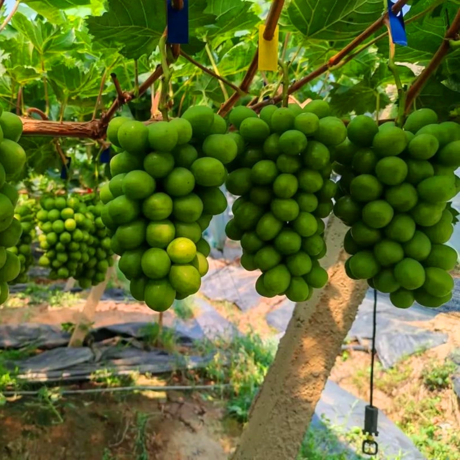 Grapes. Climbable fence-trellis, ornamental-fruit dual purpose ...
