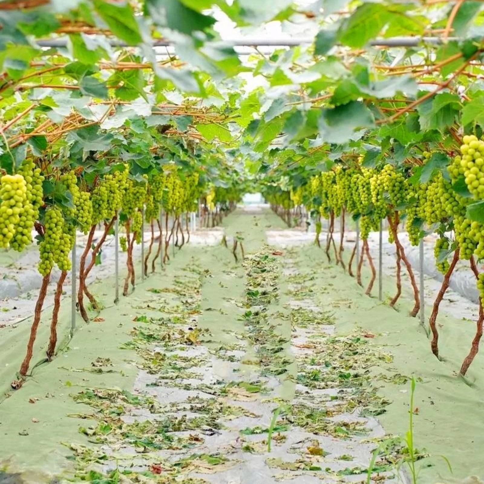 Grapes. Fast growing, suitable for orchards and home planting, short ...