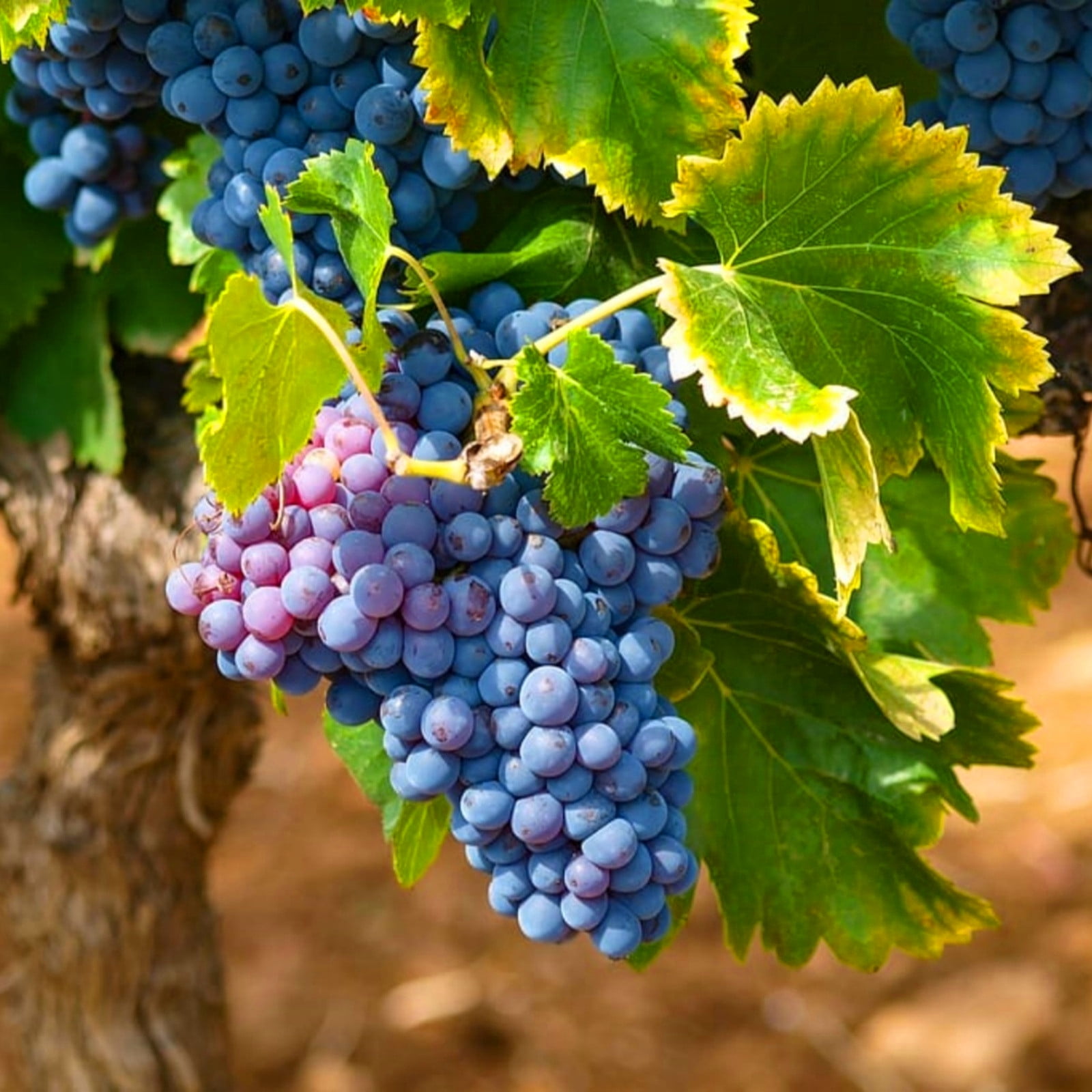 Grapes. Fast growing, suitable for orchards and home planting, short ...