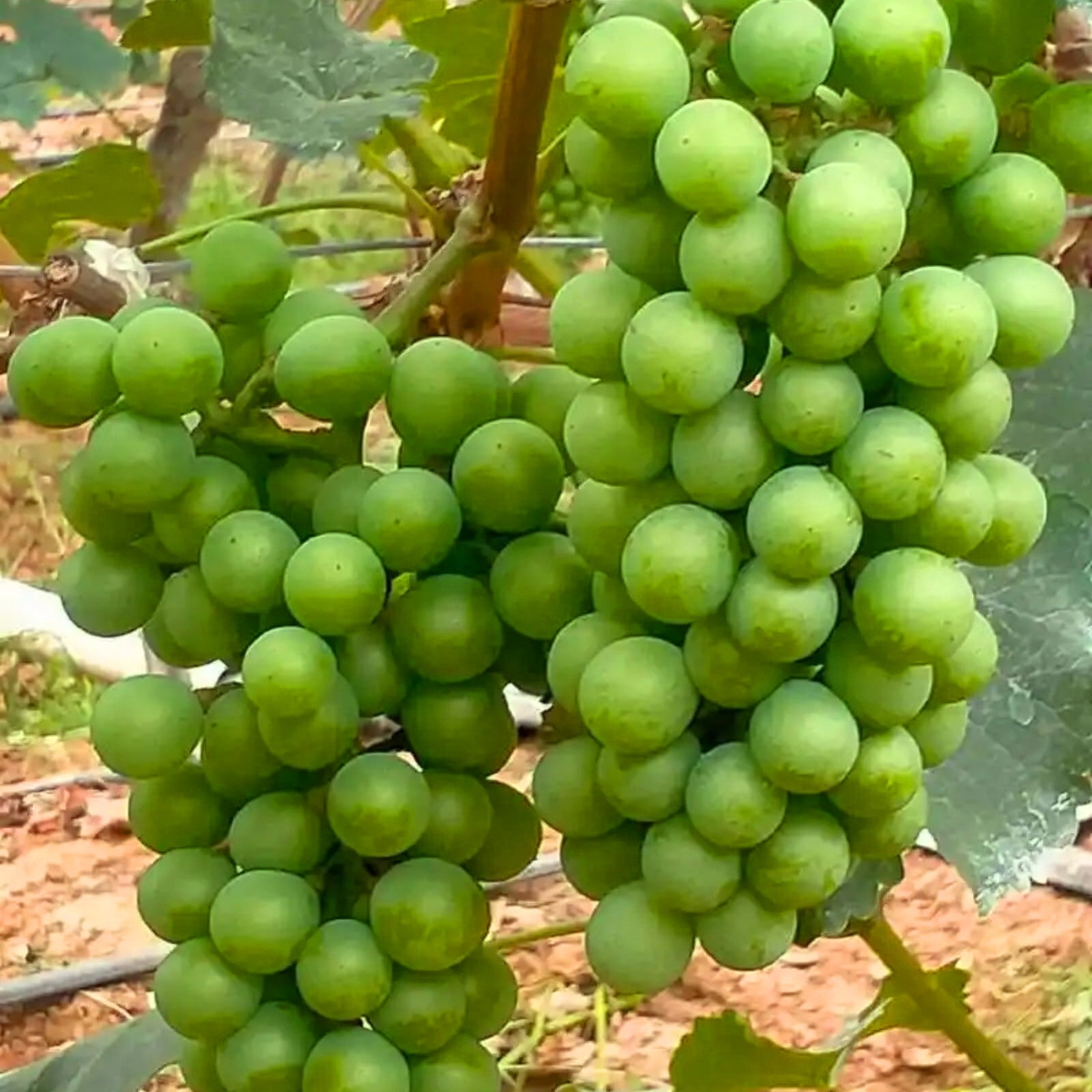 Grapes. Fast growing, suitable for orchards and home planting, short ...