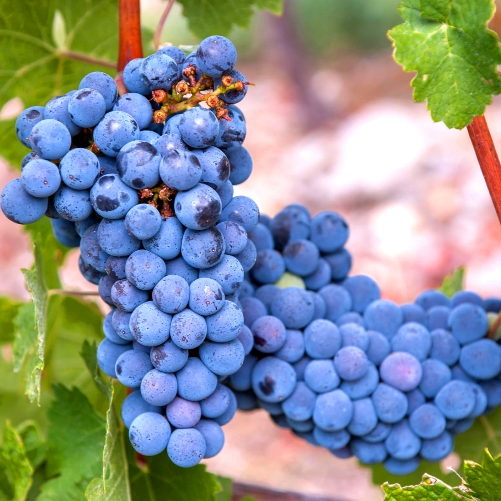 Grapes. High survival rate, cold and drought resistant, suitable for a ...