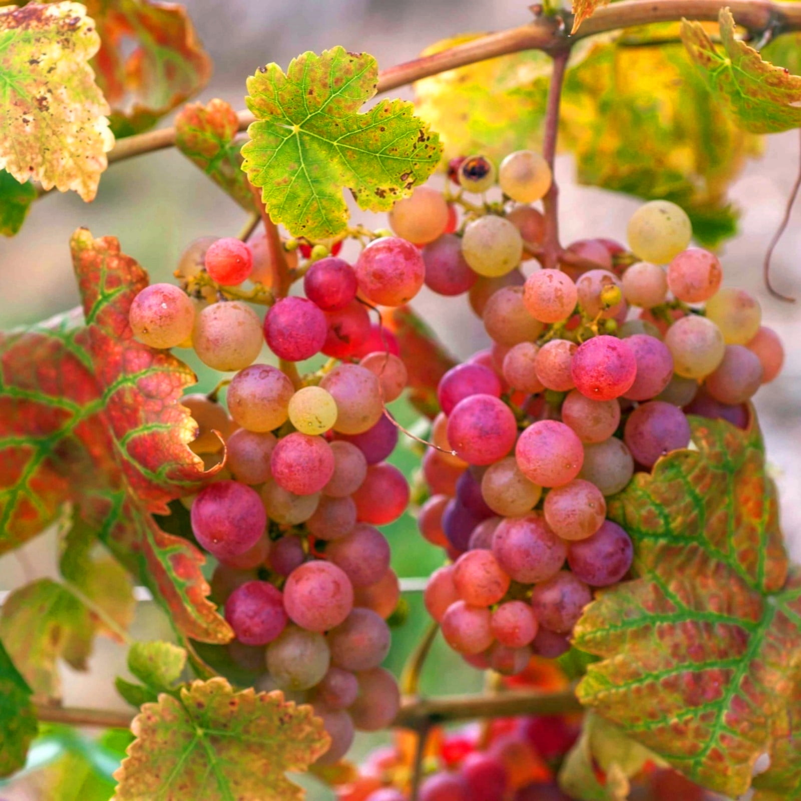 Grapes. High survival rate, cold and drought resistant, suitable for a ...