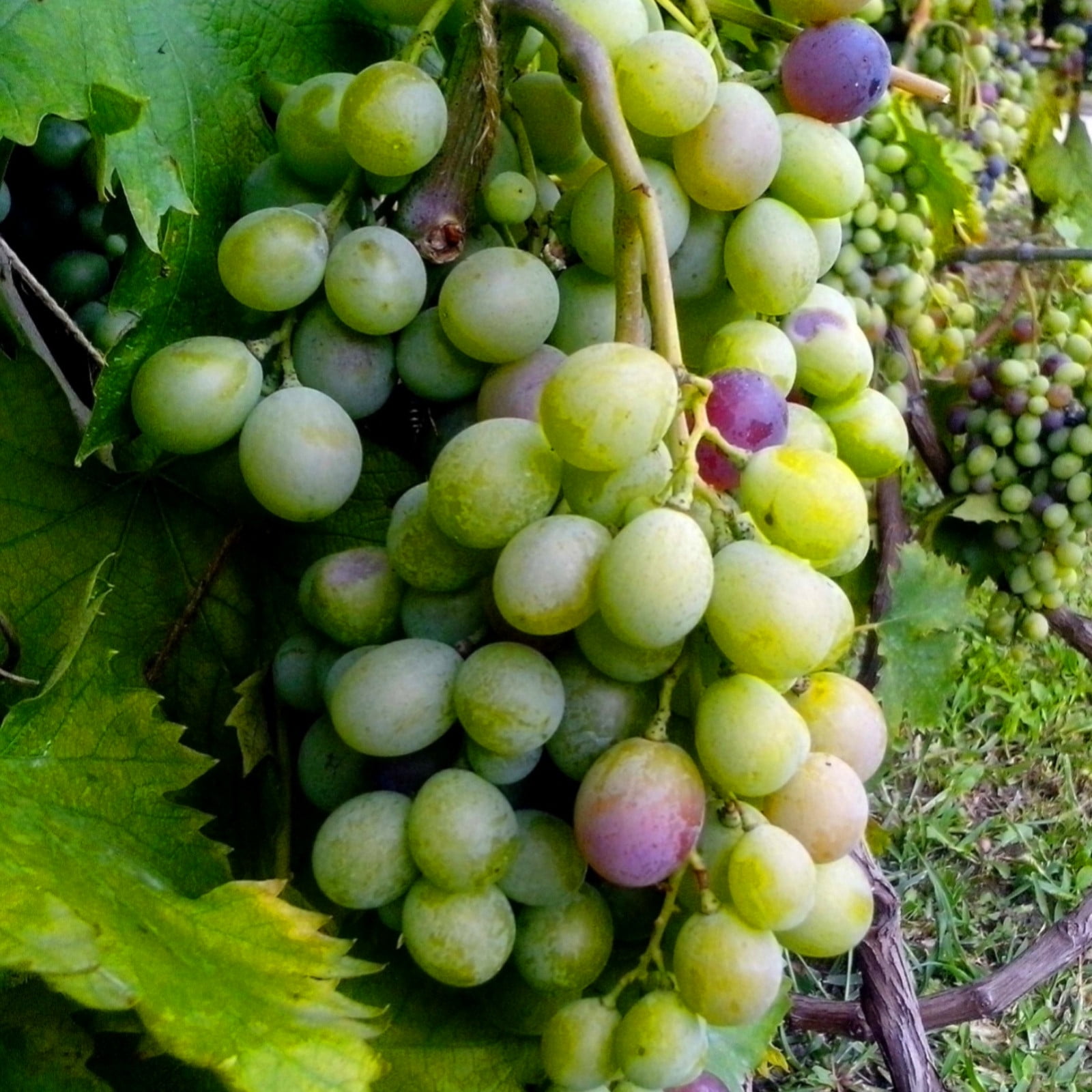 Grapes. Suitable for garden planting, greening and beautification, high ...