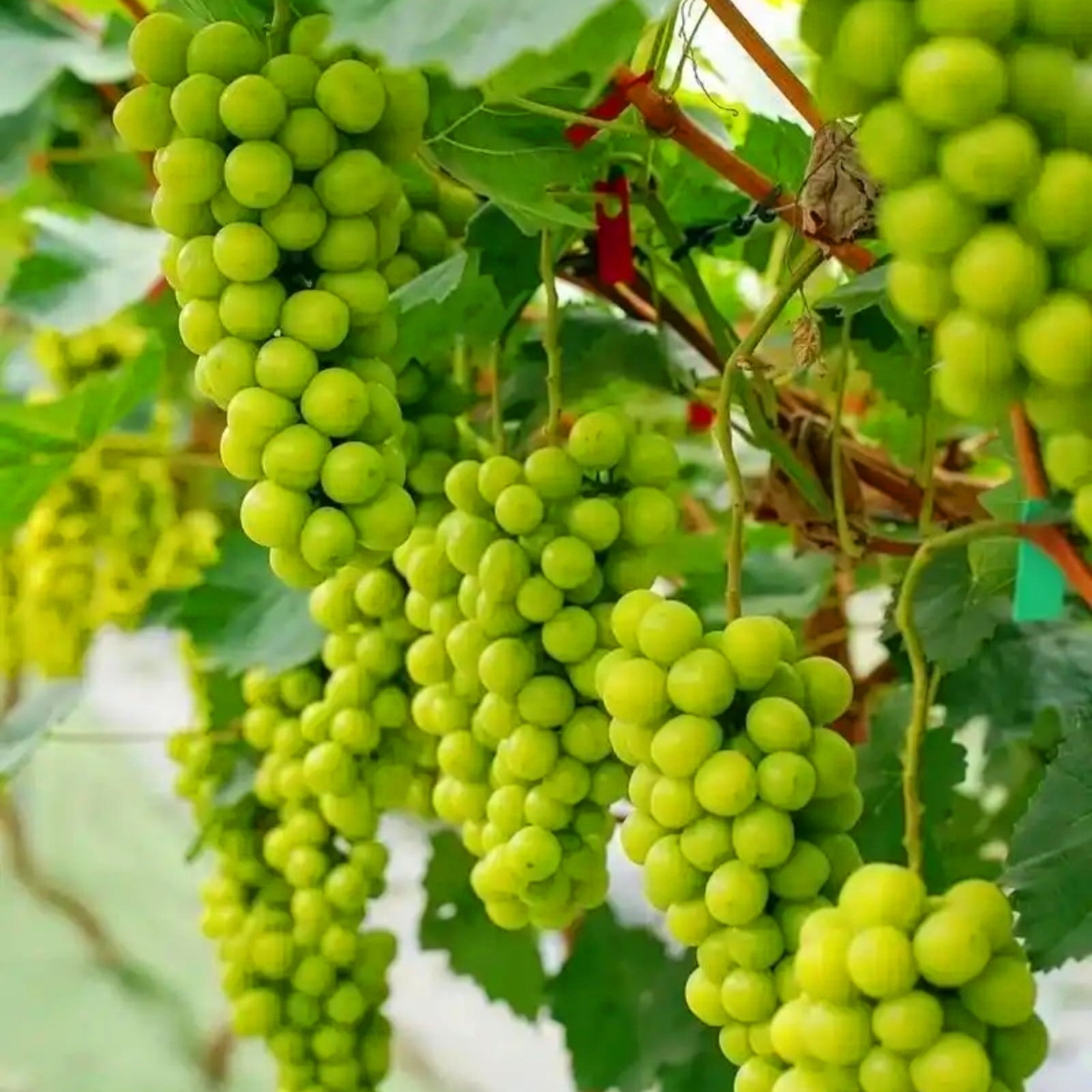 Grapes. Suitable for garden planting, greening and beautification, high yield and high ...