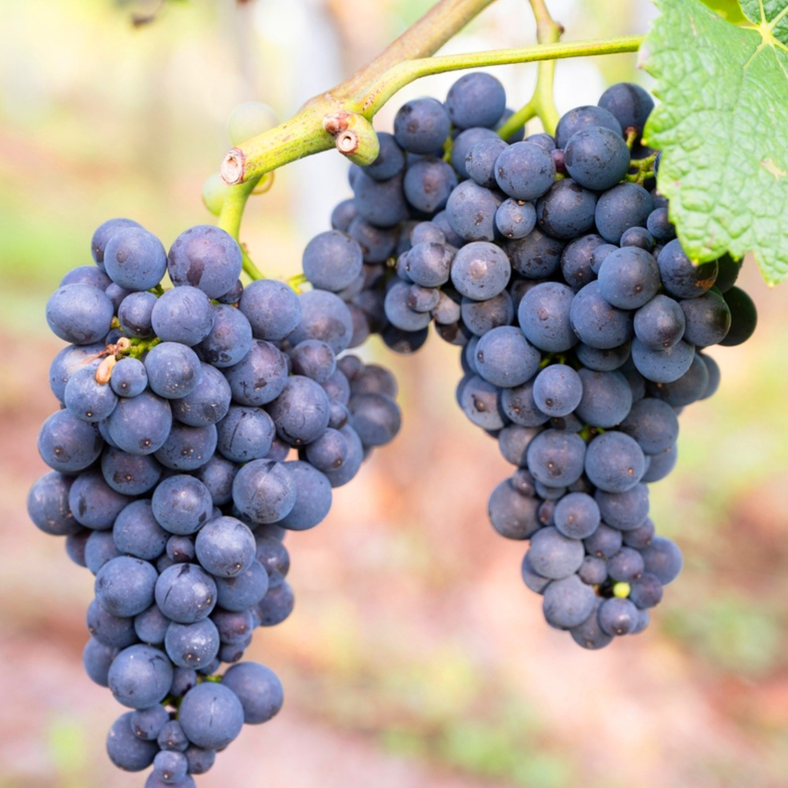 Grapes. Suitable for gardens, courtyards, orchards, high yield and cold ...