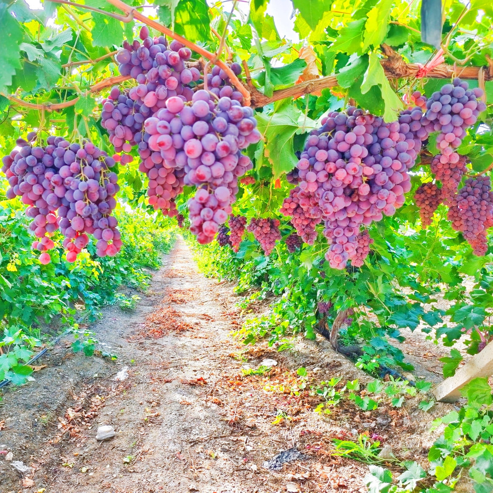 Grapes. Suitable for many climates, climbing vines - Walmart.com