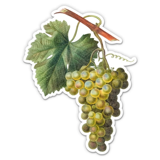 Grapes Vintage Illustration Style - 8" Vinyl Sticker - For Car Laptop I ...