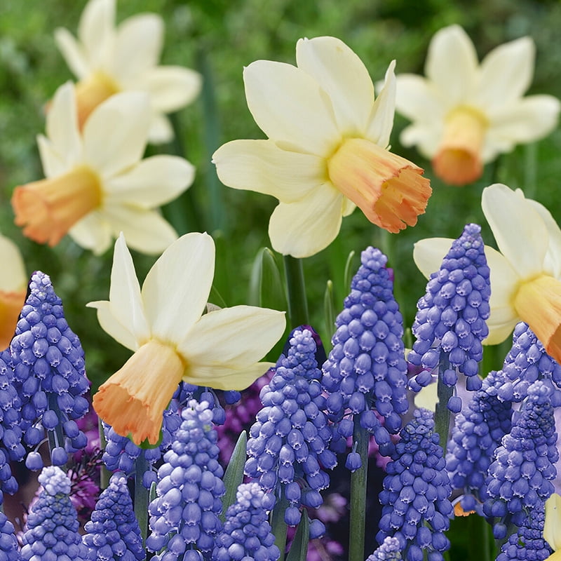 Grapes of Daff Mix Flower Bulbs - 10 Bulbs per Pack - Deer Resistant ...