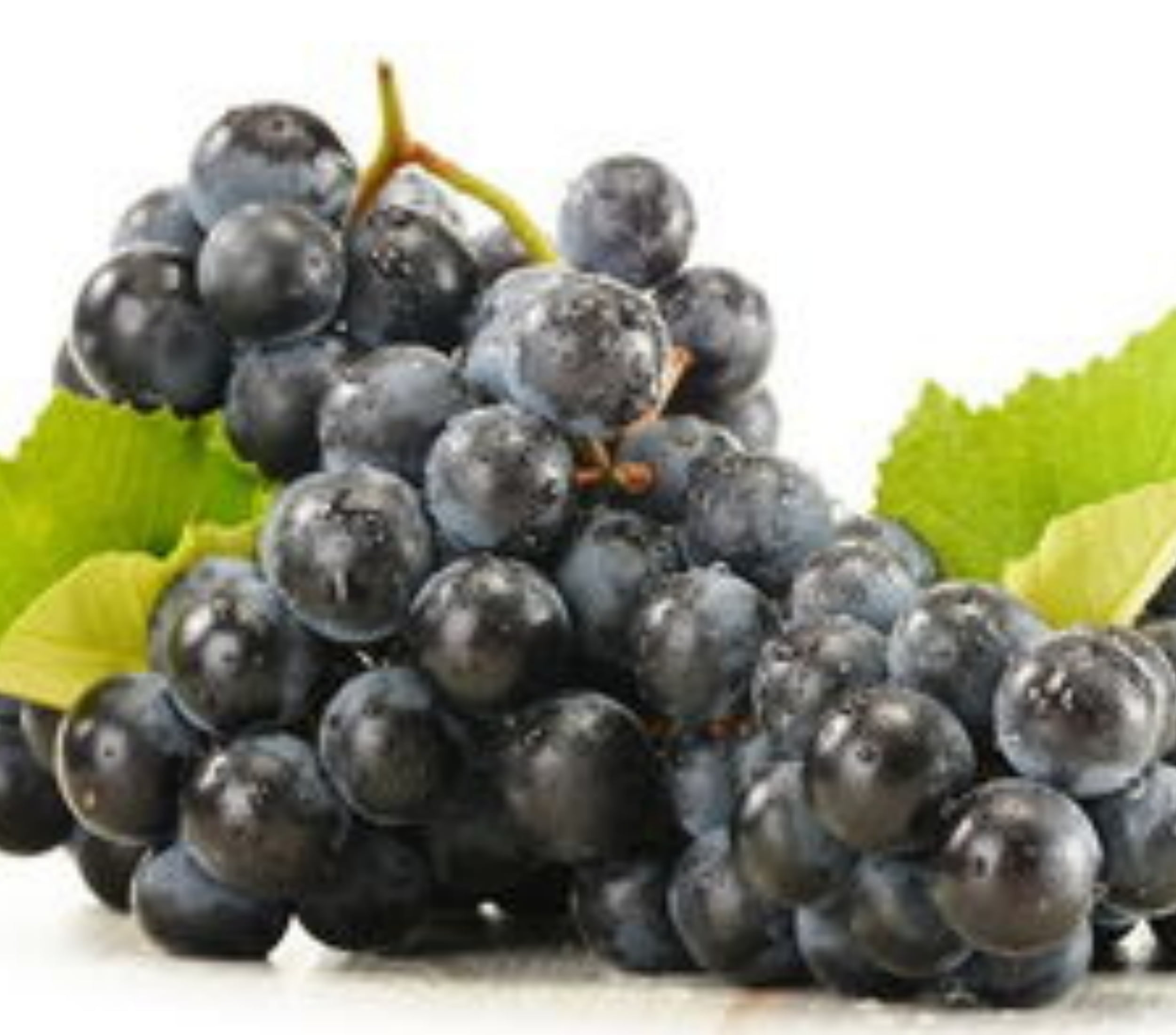 Grapes - outdoor vines with natural branching structure and mature vines that bear fruit ...