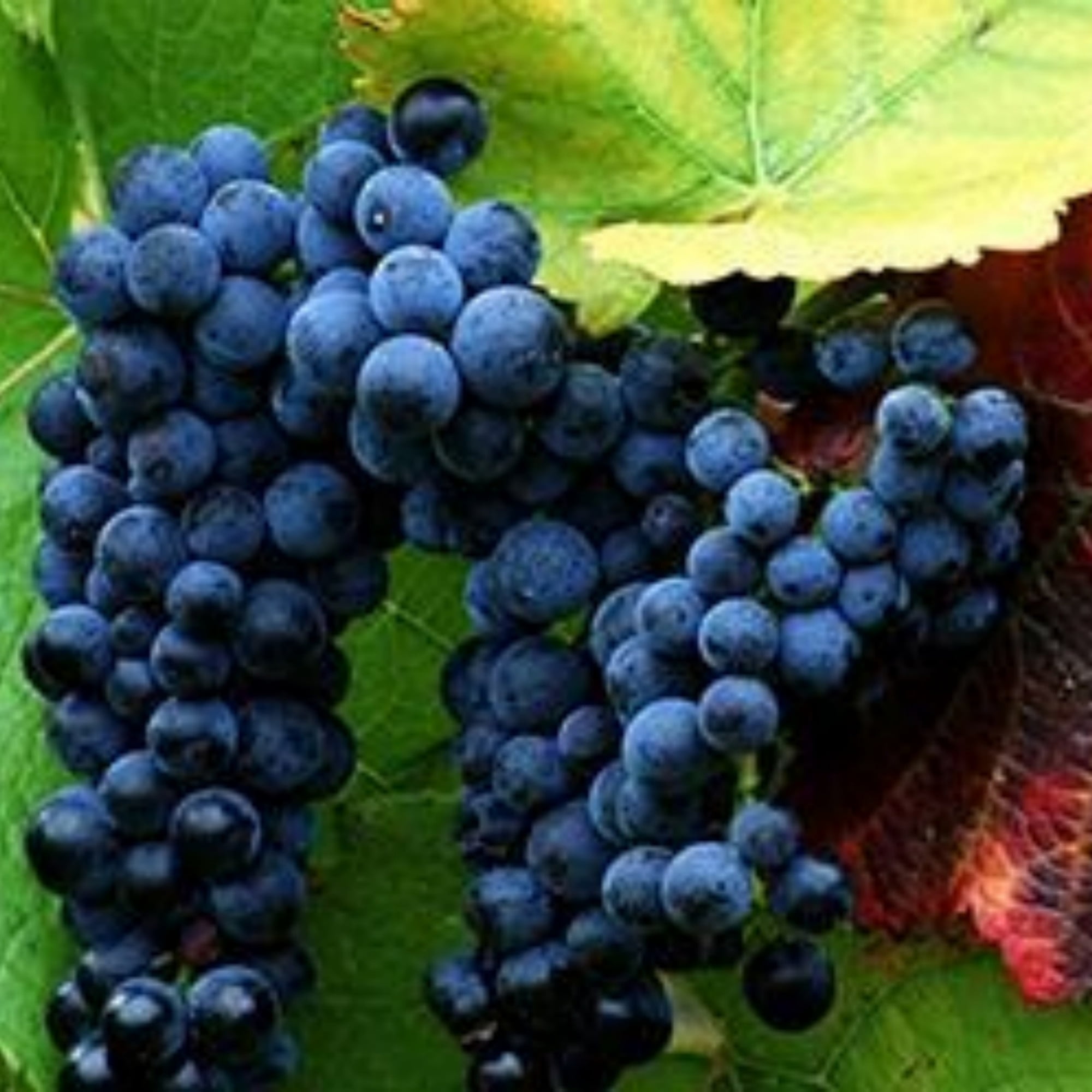 Grapes - perennial climbing plants, hardy, with large leaves, seasonal ...