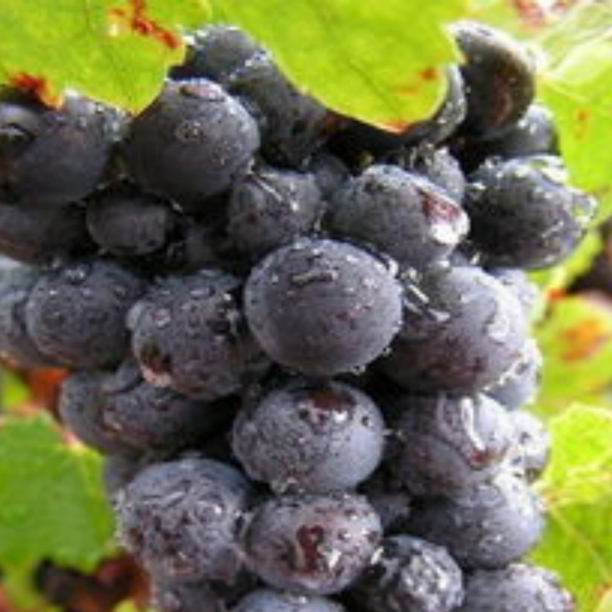 Grapes - perennial climbing plants, hardy, with large leaves, seasonal ...