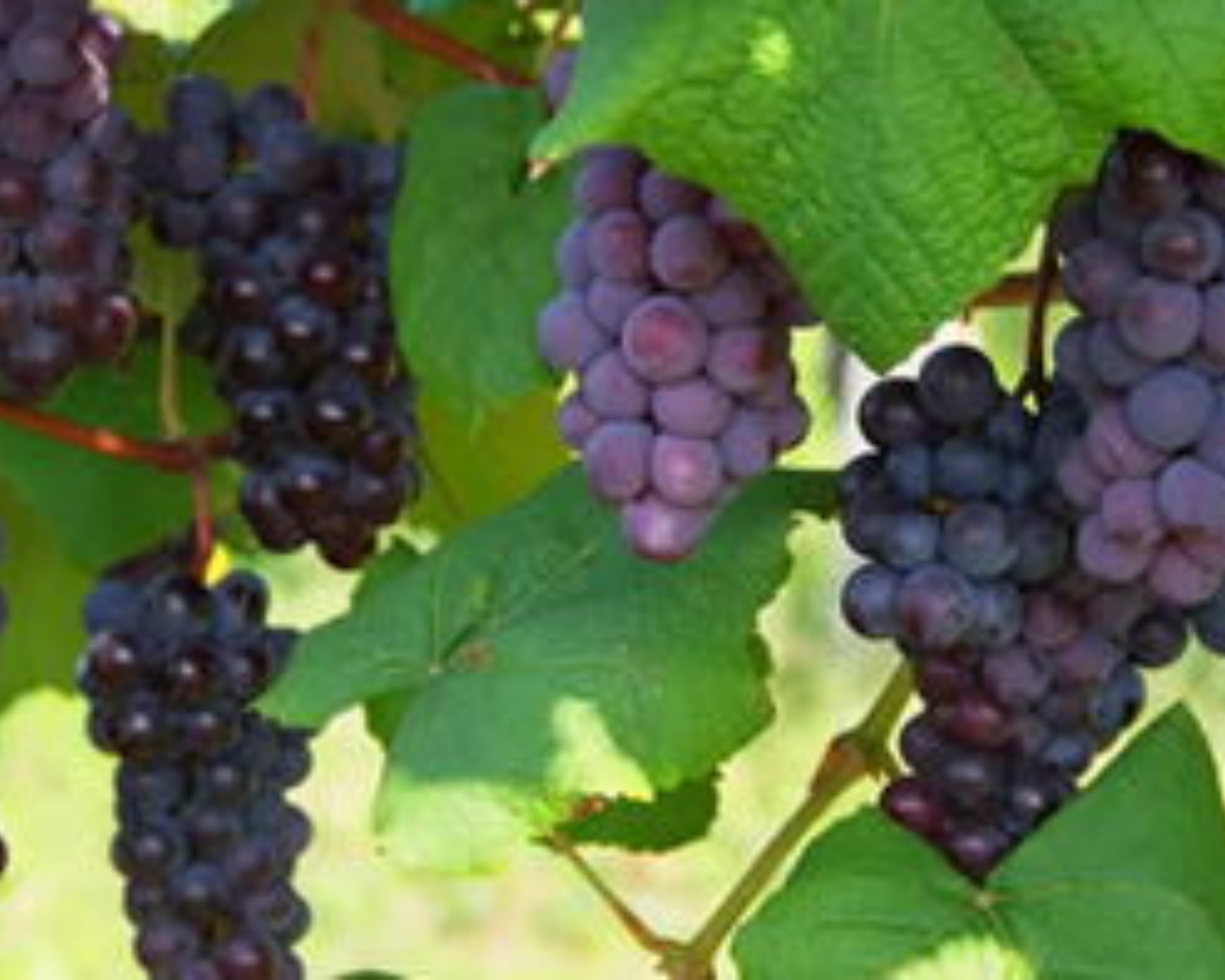 Grapes - strong vines that spread and cover a wide area, bearing fruit ...