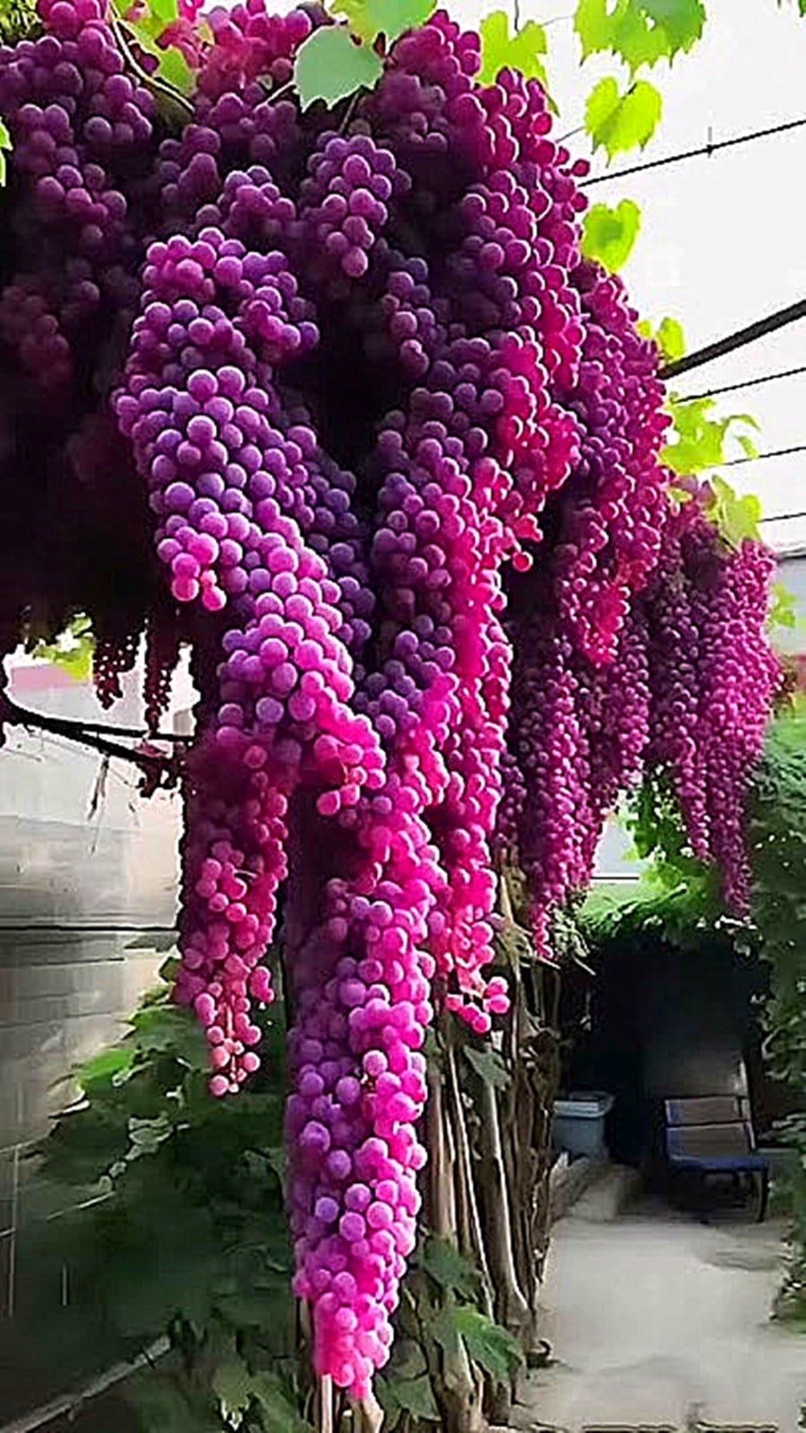 Grapevine,Perennial,Gorgeous Grapevine Bulk,Easy to Maintain,Grapevine ...