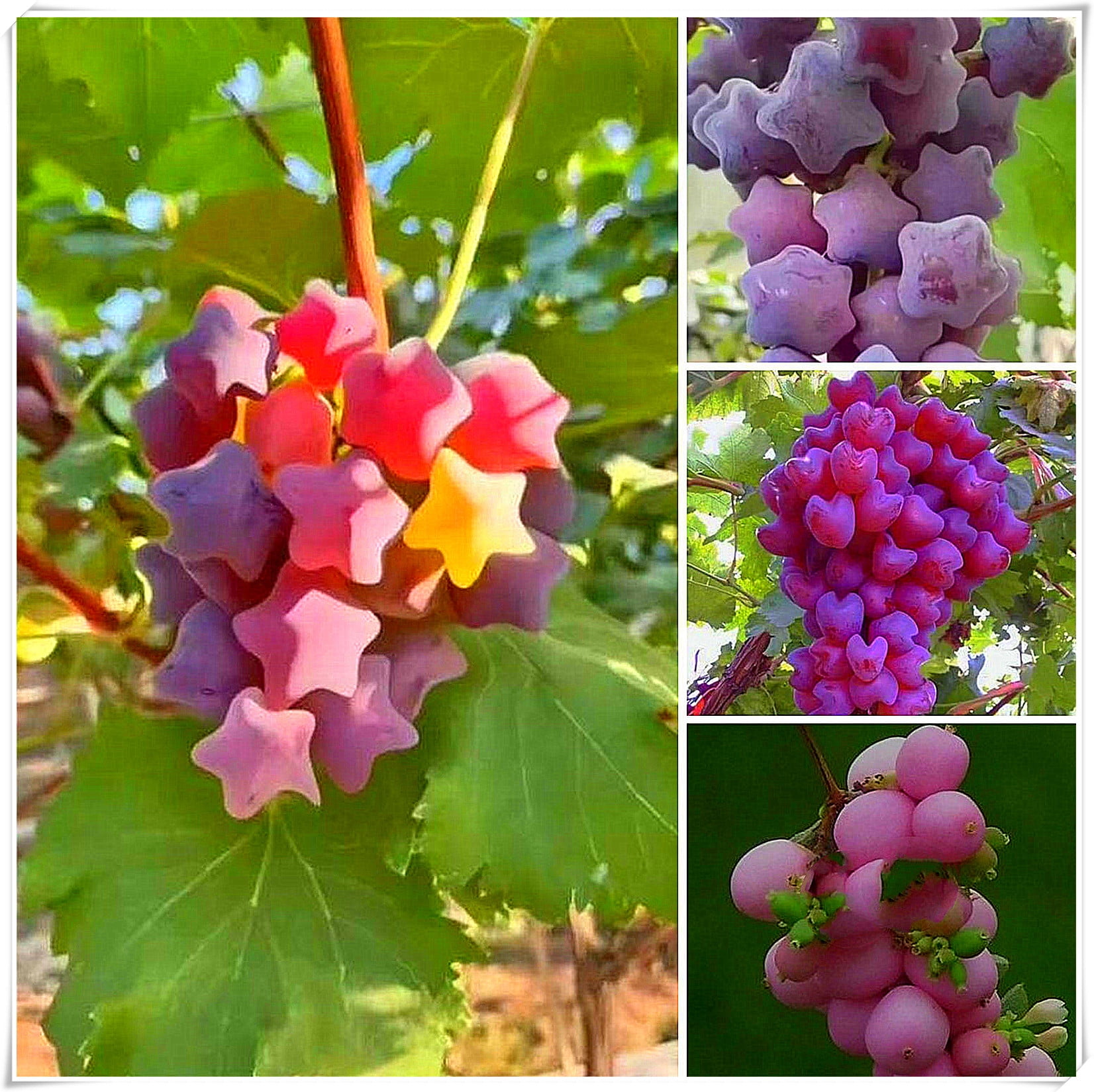 Grapevine,Perennial,Gorgeous Grapevine Bulk,Easy to Maintain,Grapevine ...