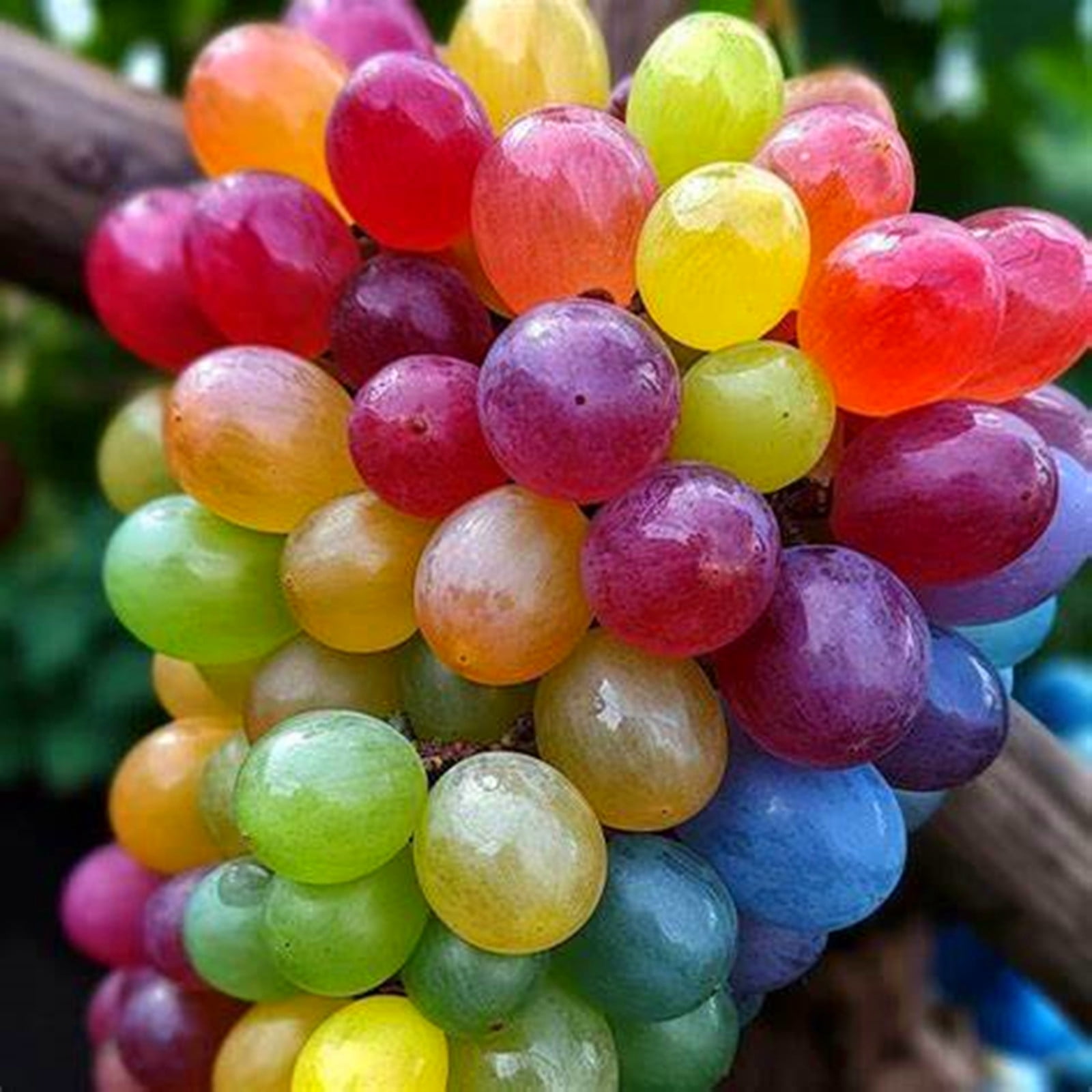 Grapevine,Perennial,Gorgeous Grapevine Bulk,Easy to Maintain,Grapevine ...
