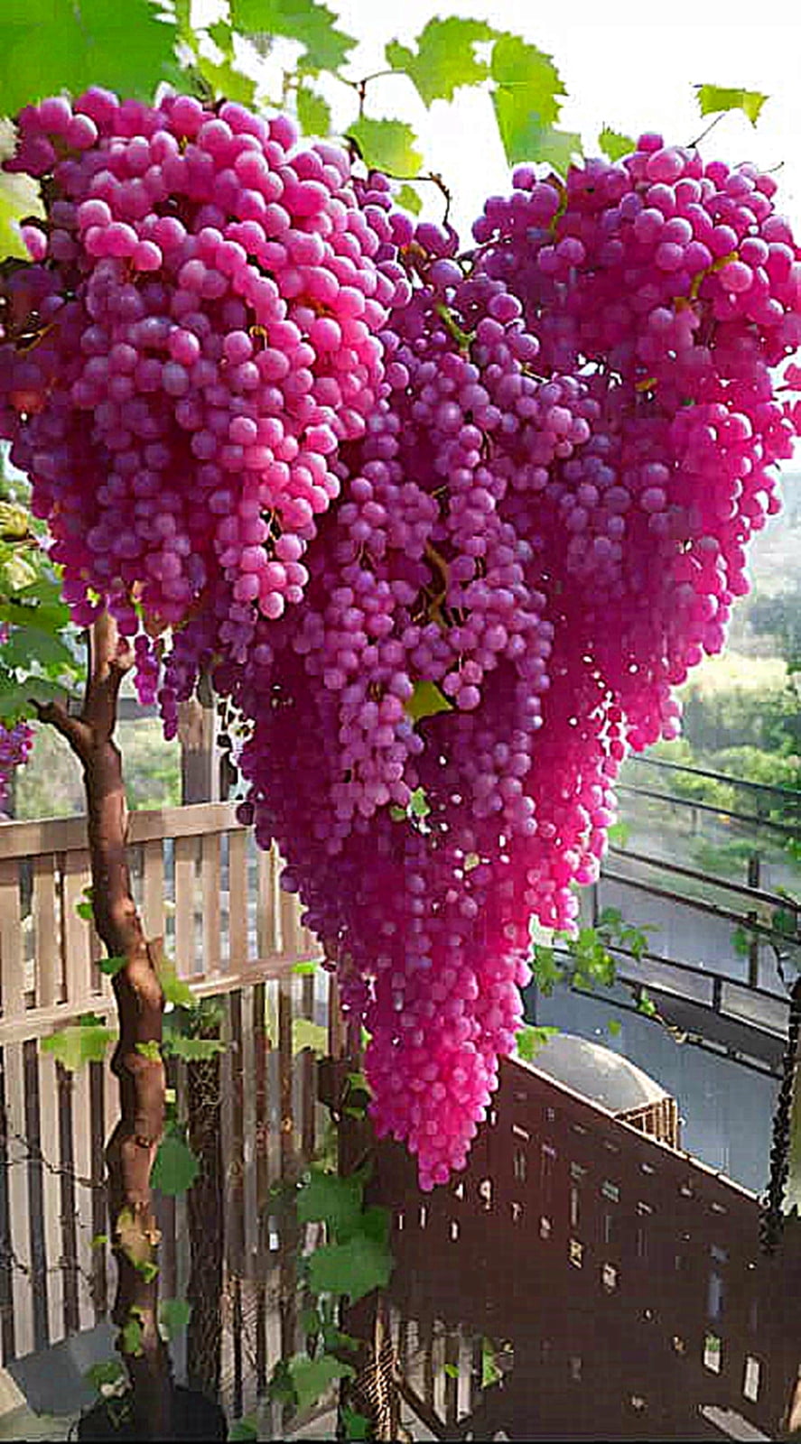 Grapevine,Perennial,Gorgeous Grapevine Bulk,Easy to Maintain,Grapevine ...