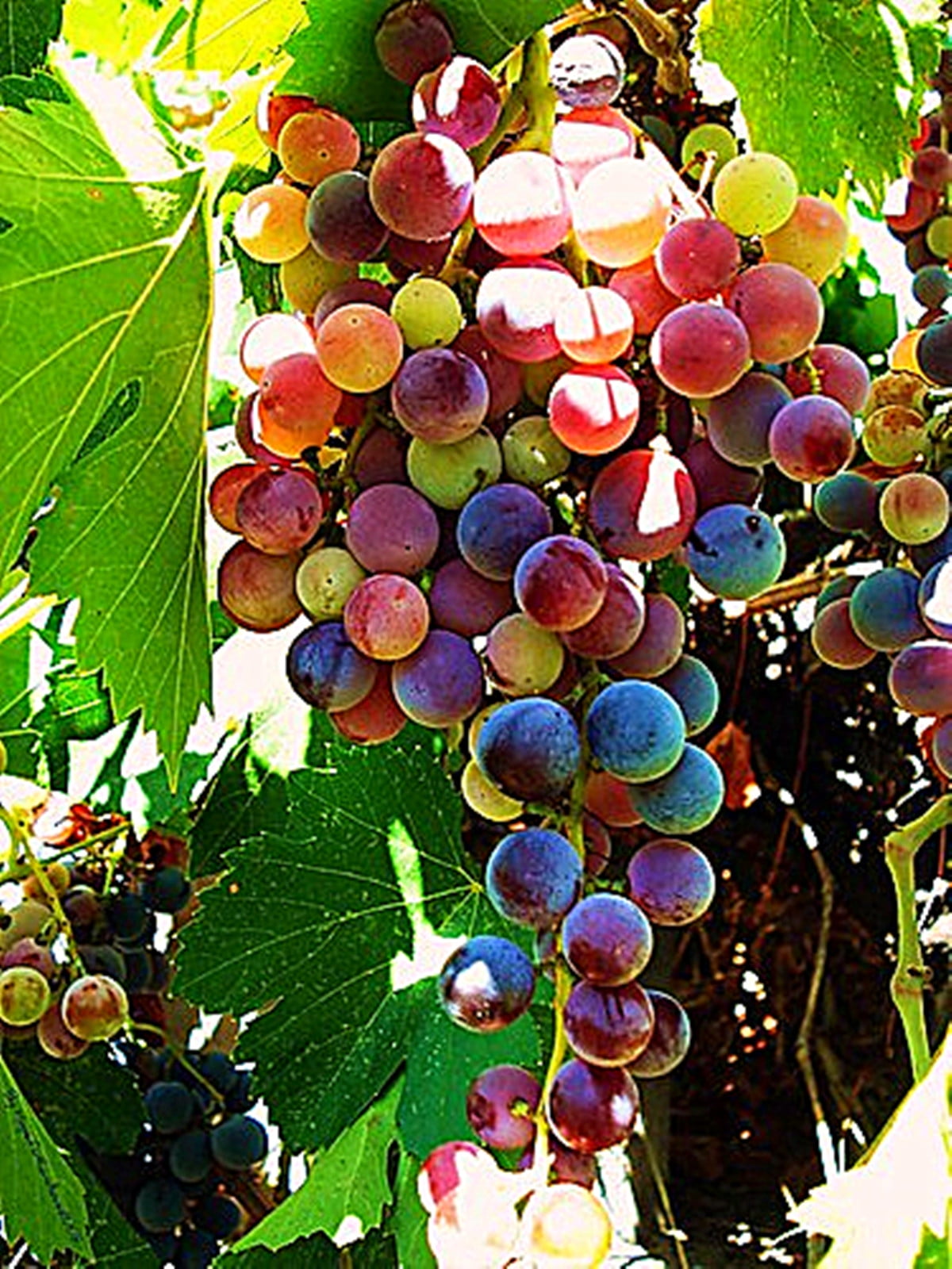 Grapevine,Perennial,Gorgeous Grapevine Bulk,Easy to Maintain,Grapevine ...