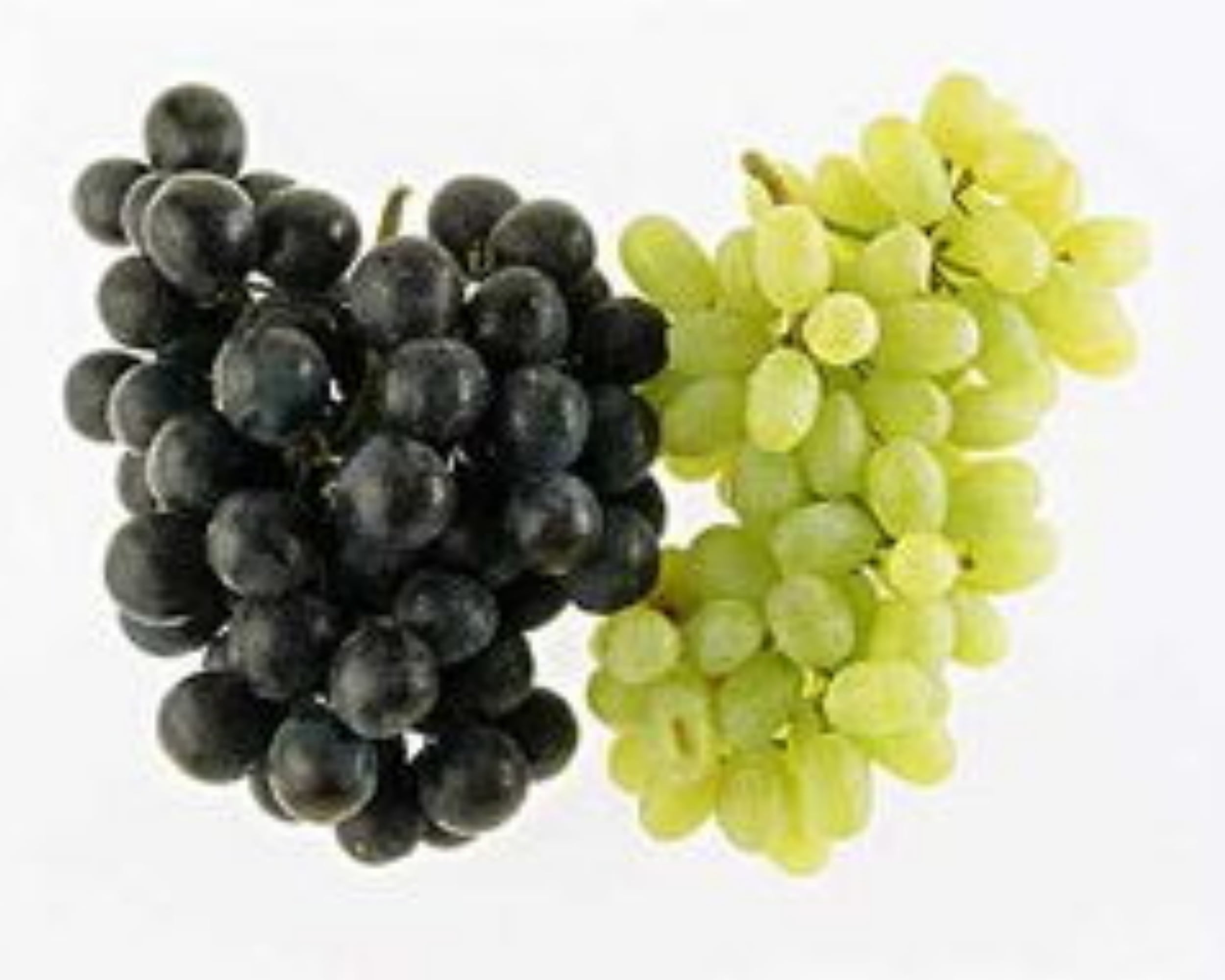 Grapevines - beautiful leaves, spreading vines, and the ability to ...