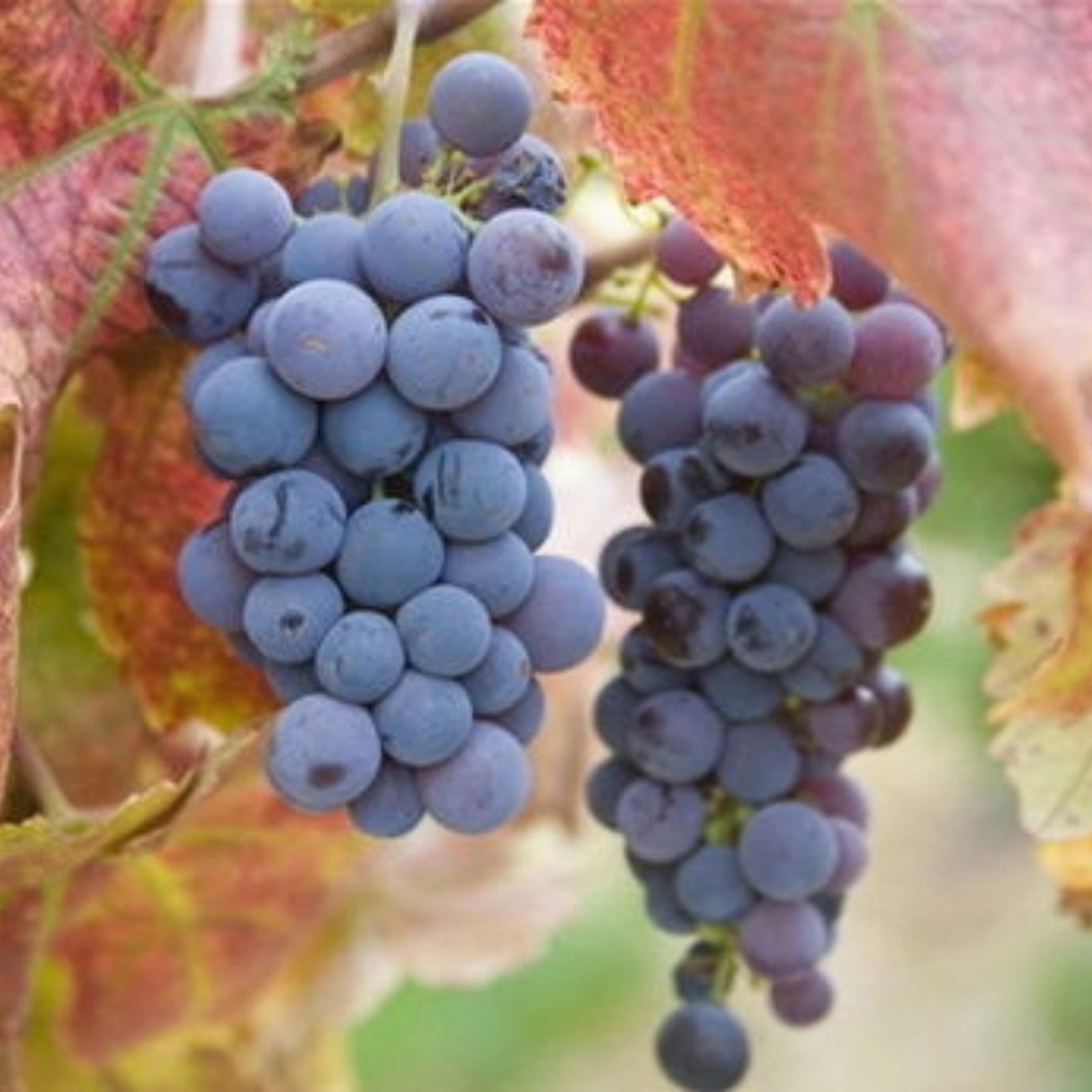 Grapevines – bright red and decorative bunches, vivid leaf textures ...