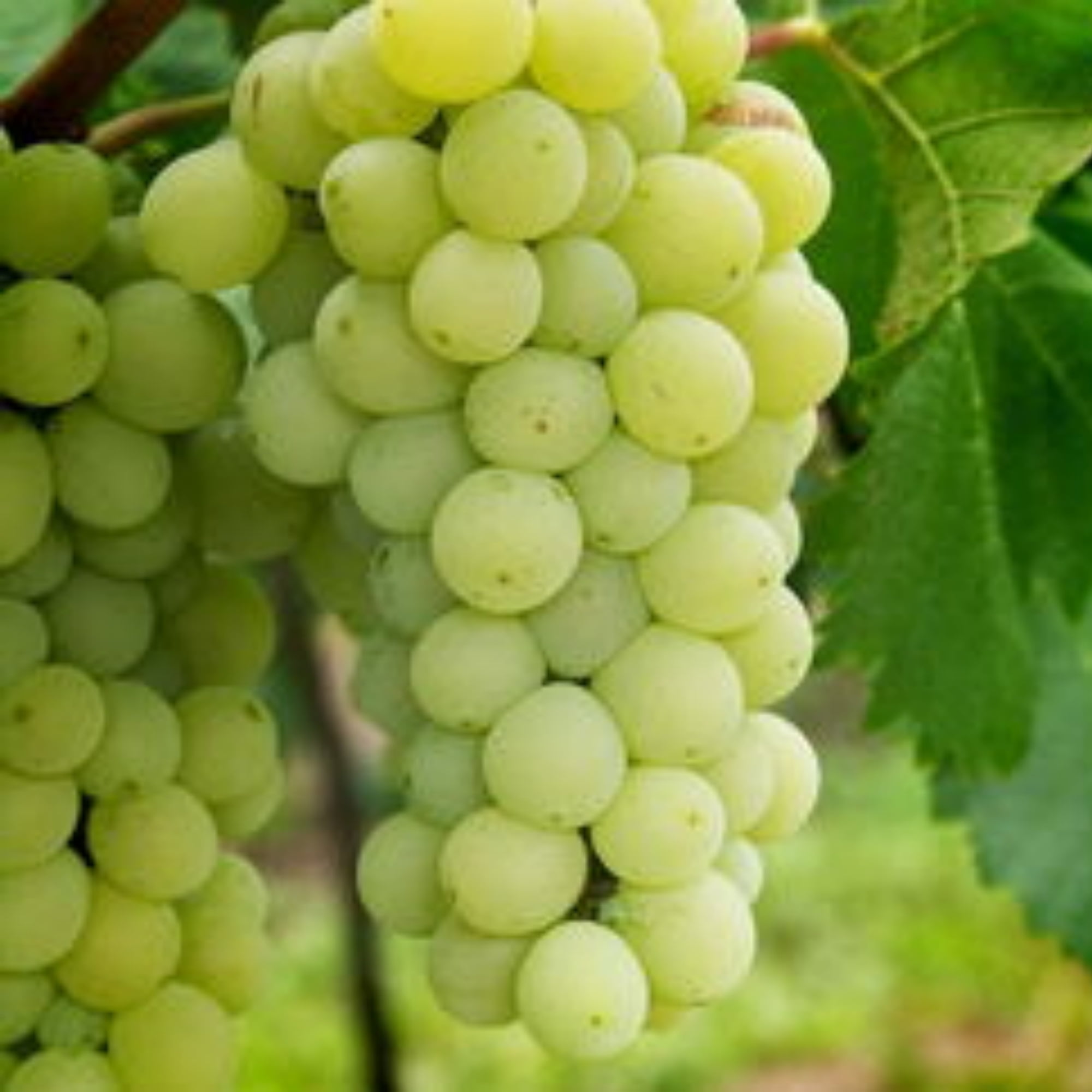 Grapevines for fruit racks – fast growth, dense branches and leaves ...