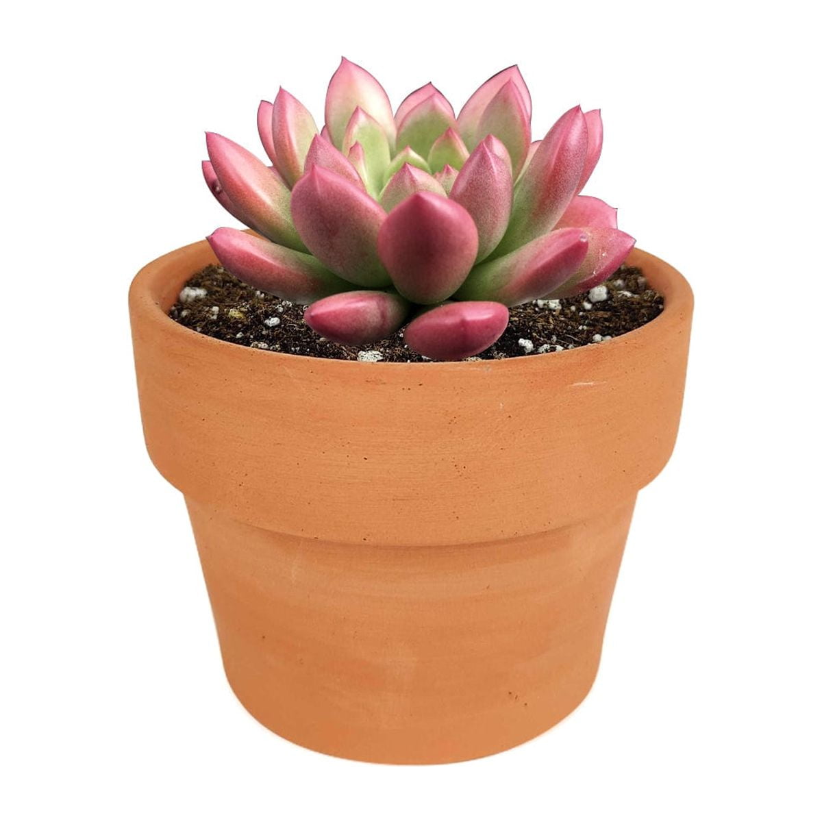 Graptoveria Bashful Succulent (4"+ Clay Pot) - Graptoveria Pink Ruby ...