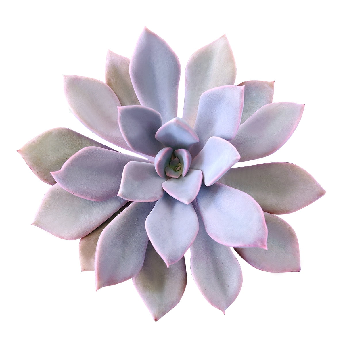 Graptoveria Debbie Succulent (2"+ Clay Pot) - Graptoveria Purple Rosette Succulent - Tiny ...