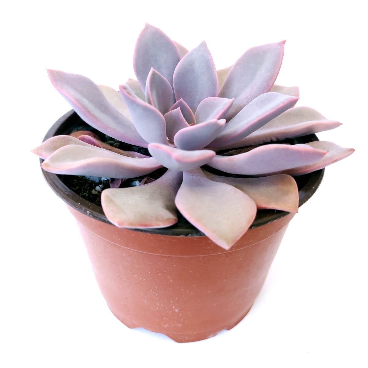Graptoveria Debbie Succulent (4"+ Plastic Pot) - Graptoveria Purple ...