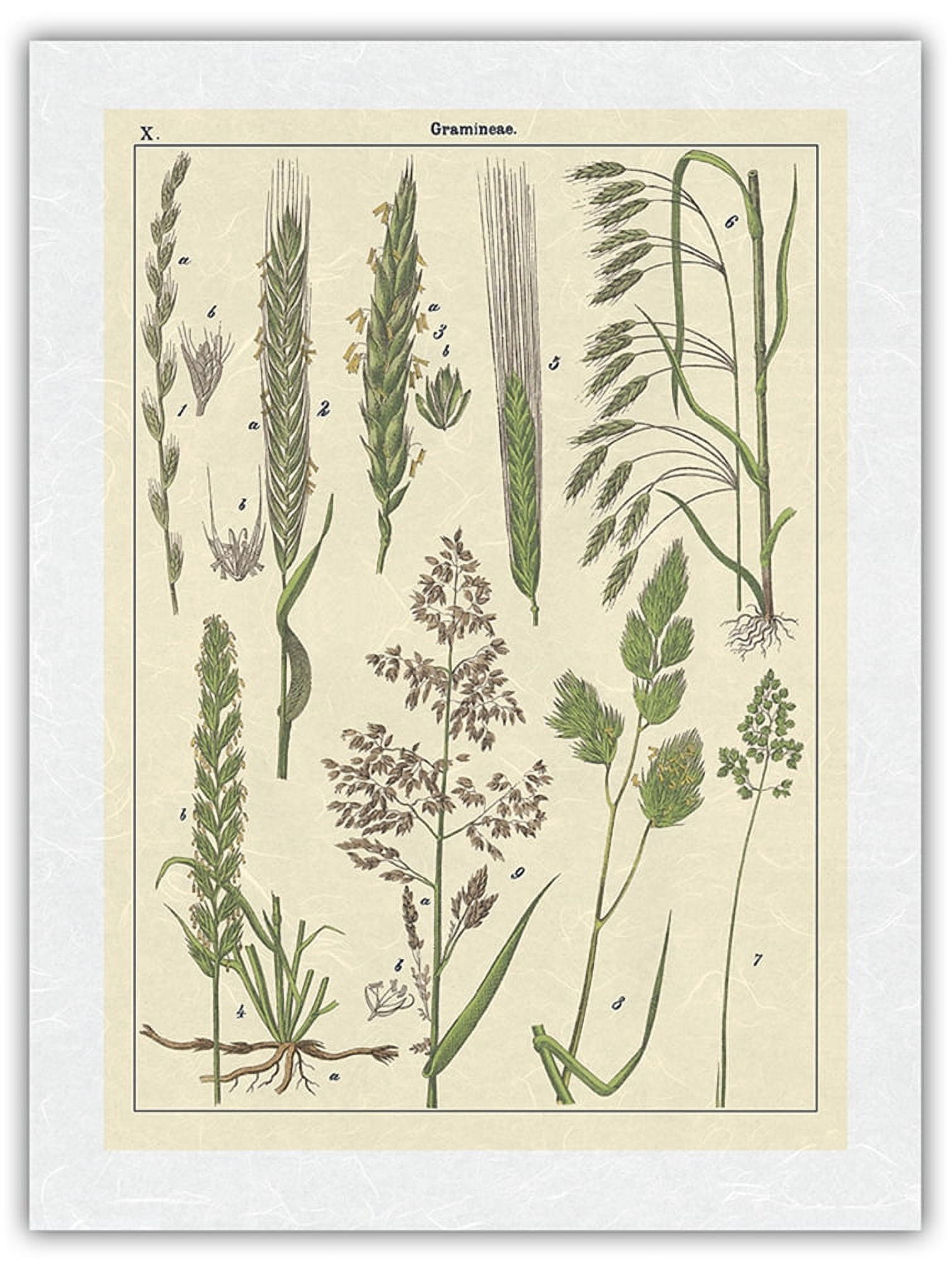 Grasses Gramineae (Poaceae) - Barley Rye Wheat and Corn Silk - Vintage ...