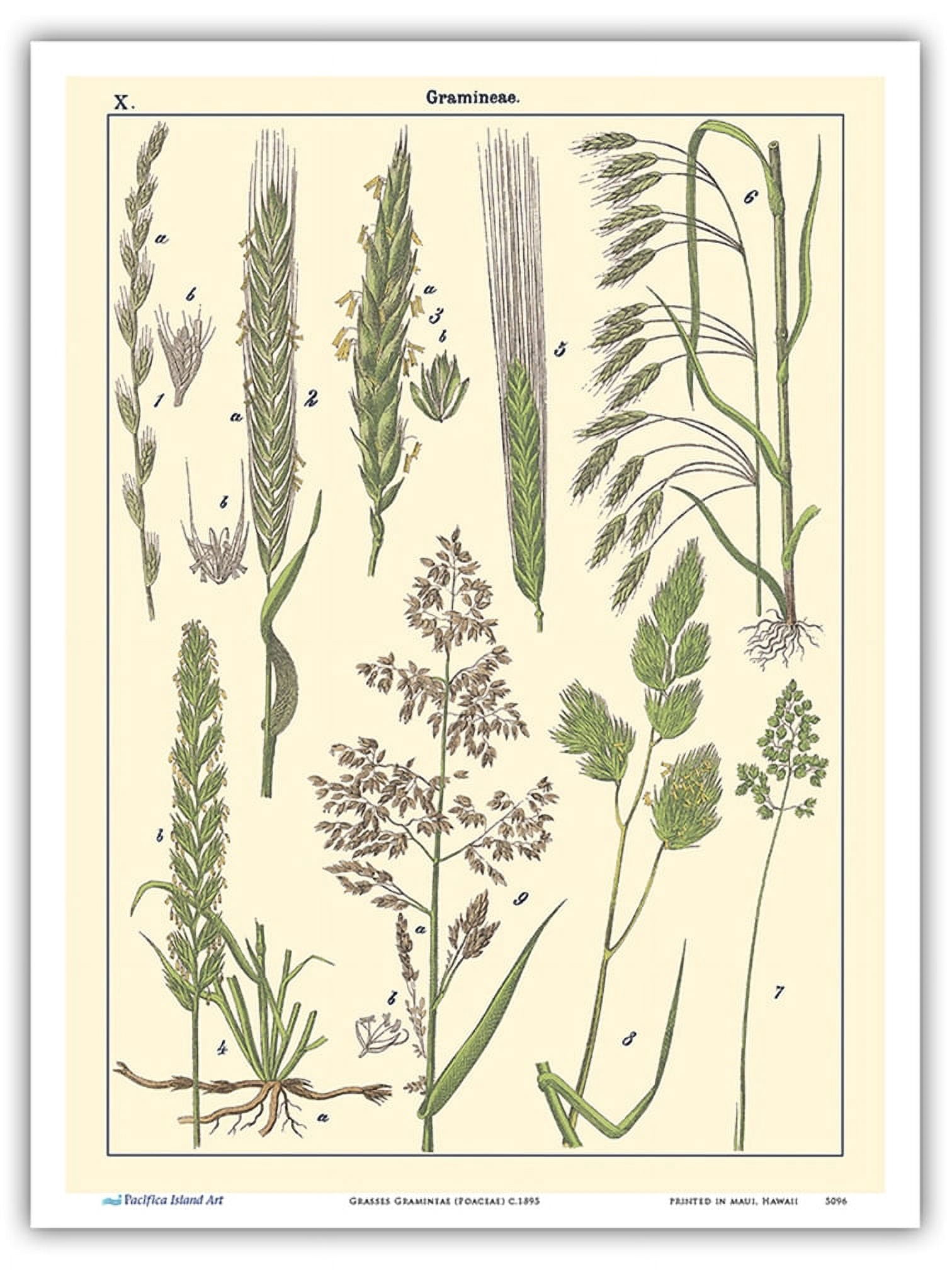 Grasses Gramineae (Poaceae) - Barley Rye Wheat and Corn Silk - Vintage ...