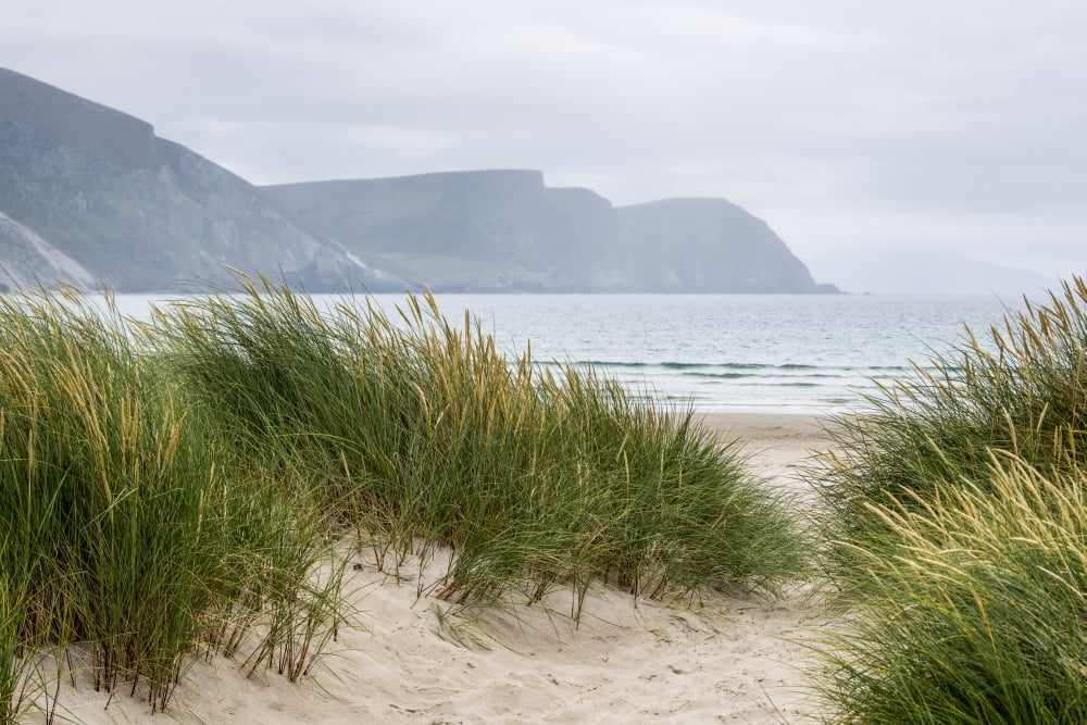 Grasses grow in the sand of a beach along a path with a view of the ...