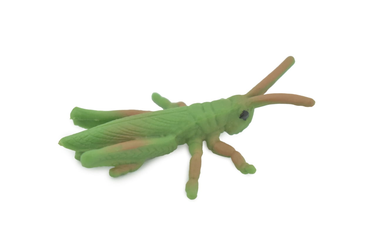 Grasshopper, Acrida, Acrididae, High Quality, Rubber Insect, Hand ...