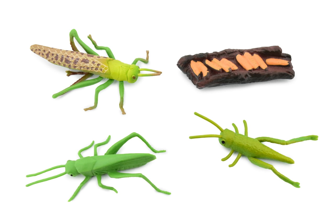 Grasshopper, Life Cycle of a Locust, 4 Stages, Museum Quality, Hand ...