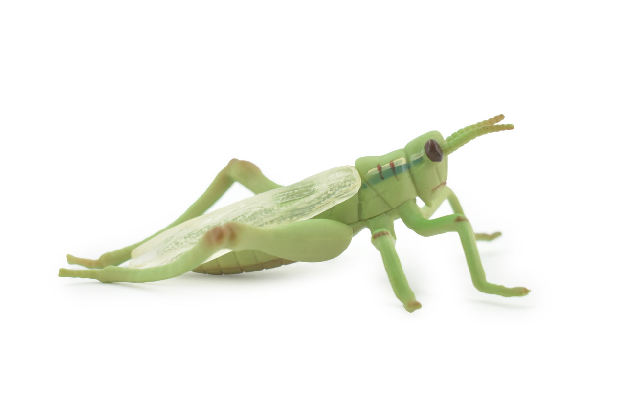 Grasshopper, Locusts, Museum Quality, Hand Painted, Rubber, Insect ...