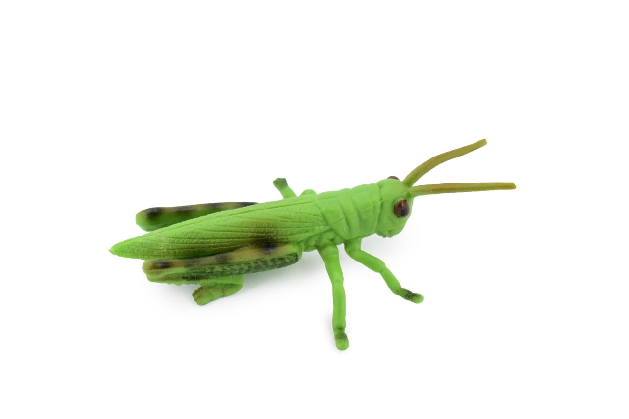 Grasshopper, Rubber Insect, Hand Painted, Realistic Toy Figure, Model ...