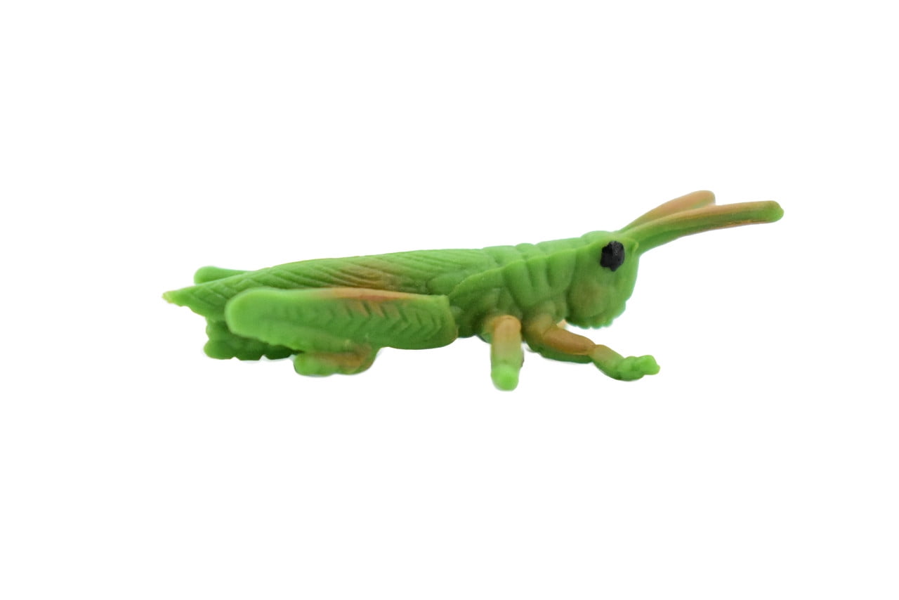 Grasshopper, Rubber Insect, Realistic Toy Figure, Model, Replica, Kids ...