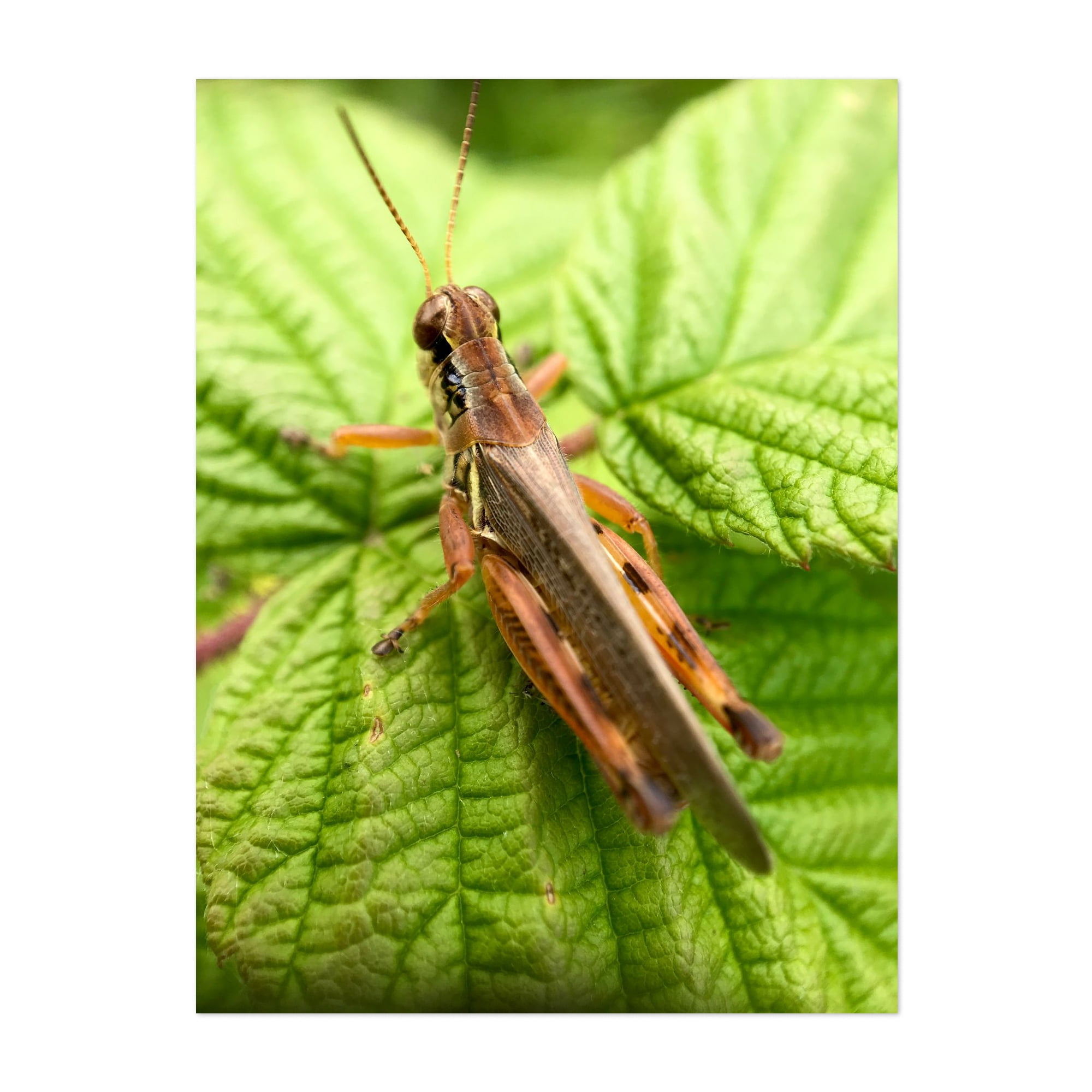 Grasshopper on Leaves - Ferrisburgh Vermont Photography Unframed Wall ...